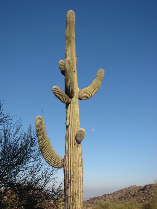 Desert Cactus Sequoia free image download