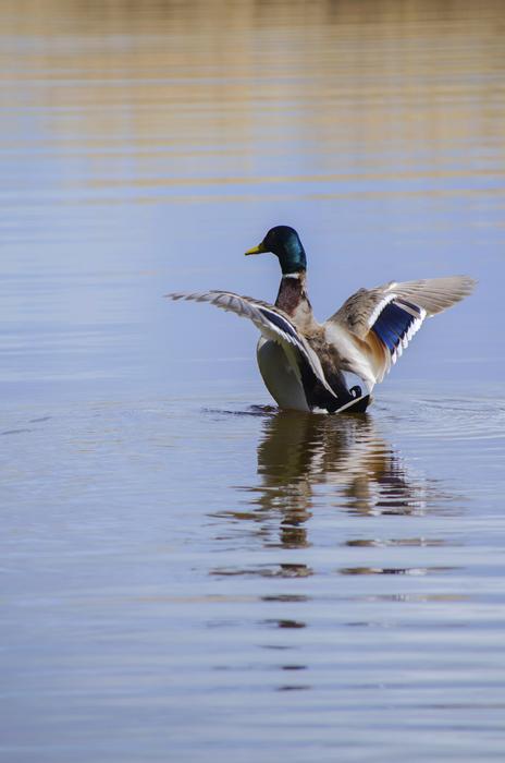 Drake Duck Take Off free image download