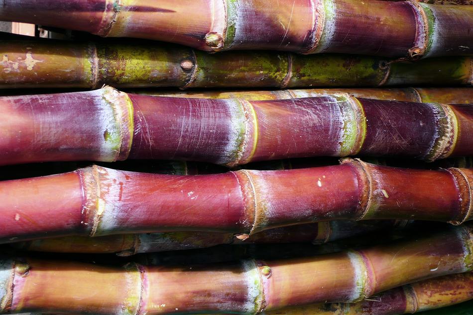 Red bamboo plants free image download