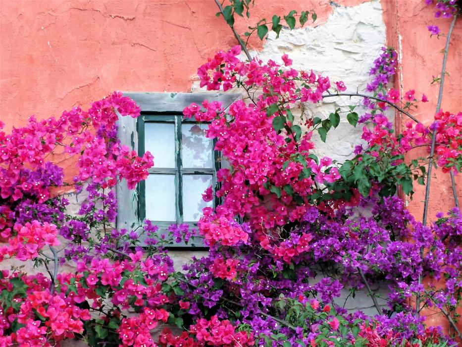 Window House Facade free image download
