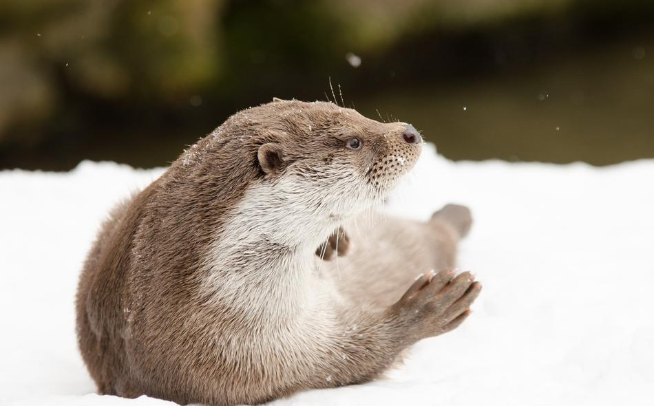 Otter Winter Snow free image download