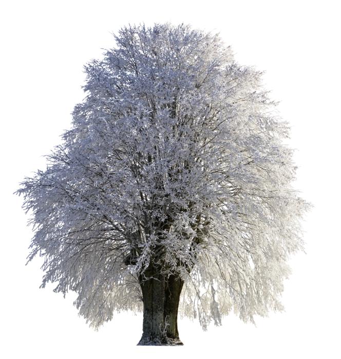 Tree Winter time picture free image download