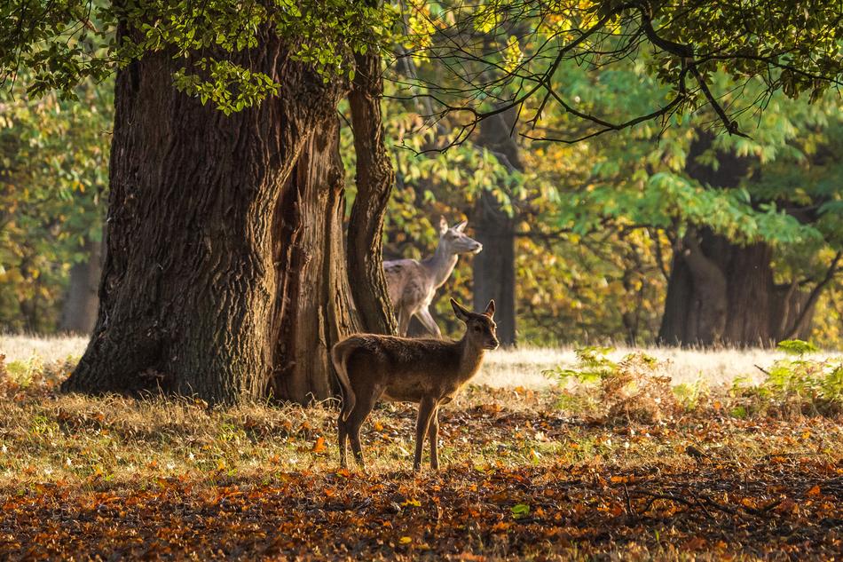 Deer Autumn Trees free image download