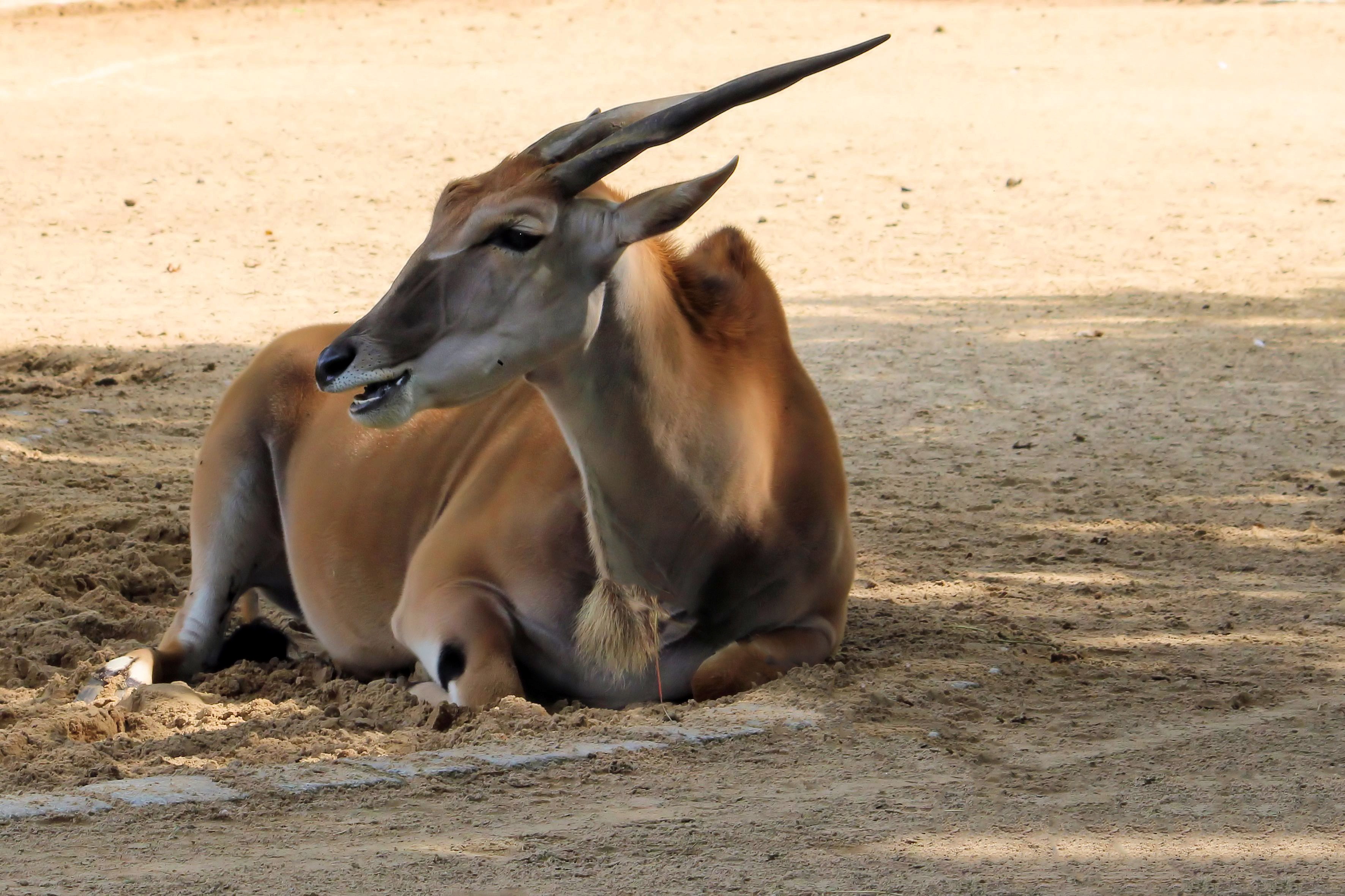 Antelope Animal Wild free image download