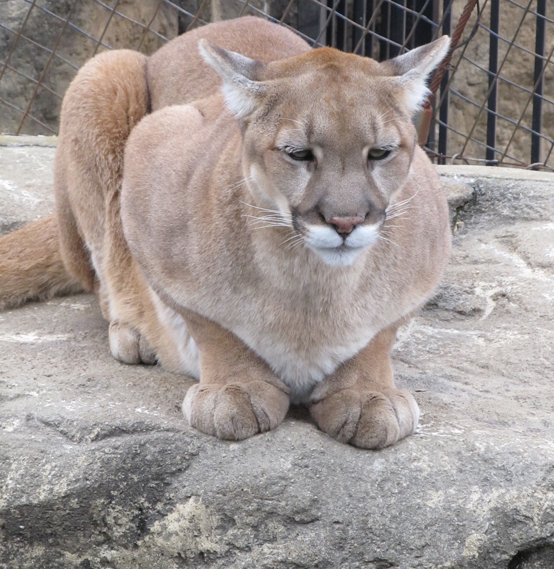 Cougar cat free image download