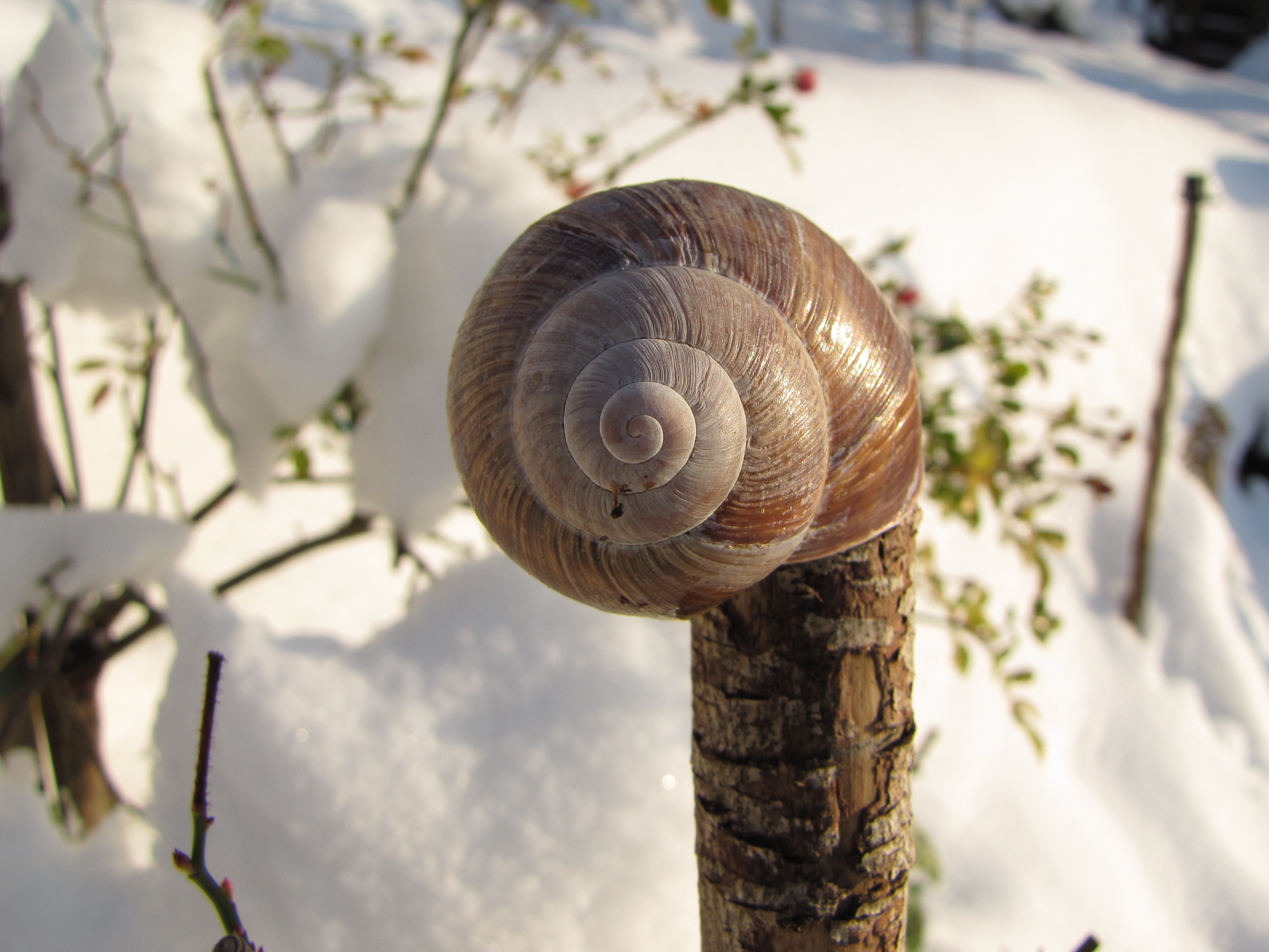 Shell Snow free image download