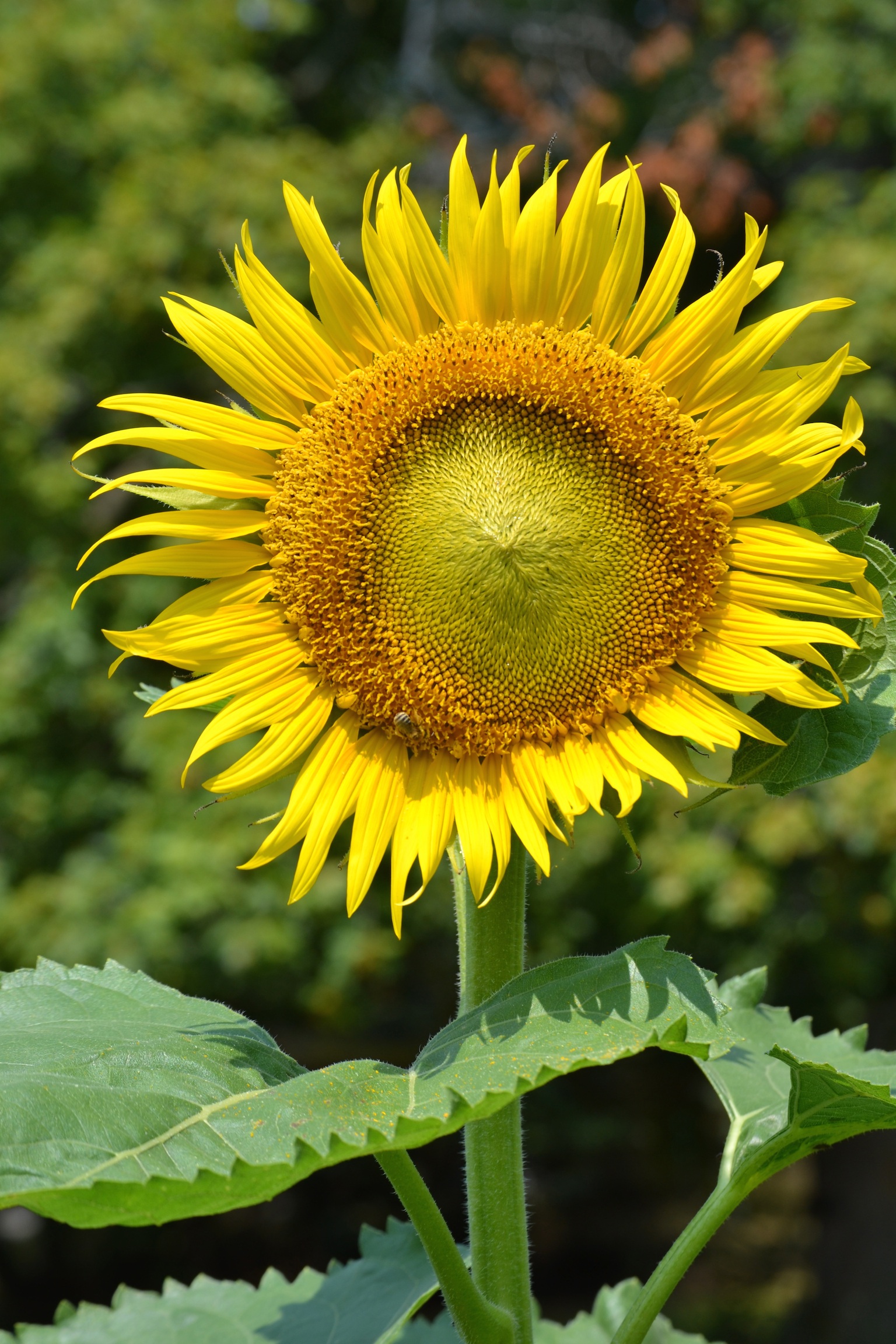 Sunflower Sun Flowers free image download