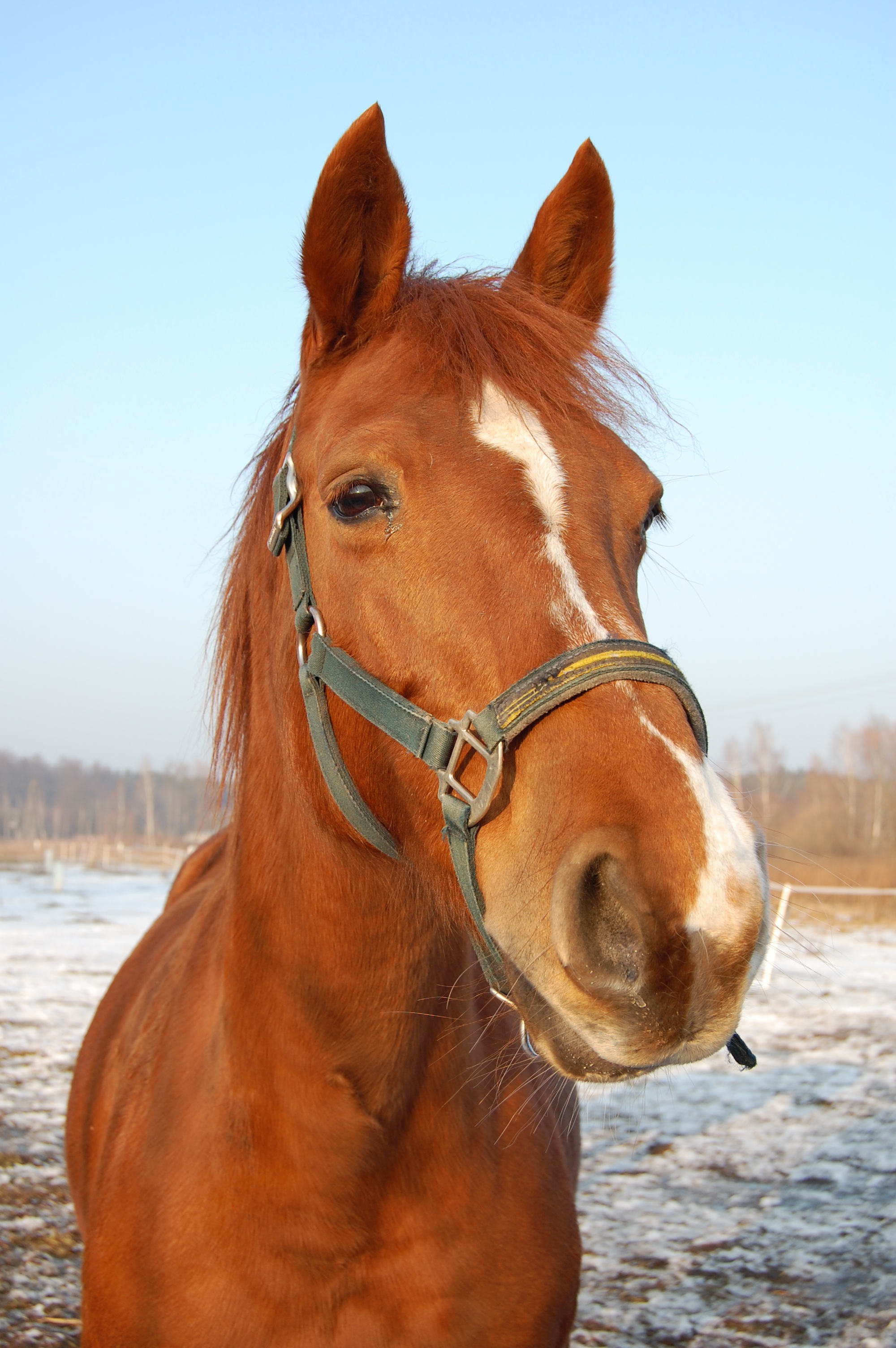 The Horse Snout Head free image download