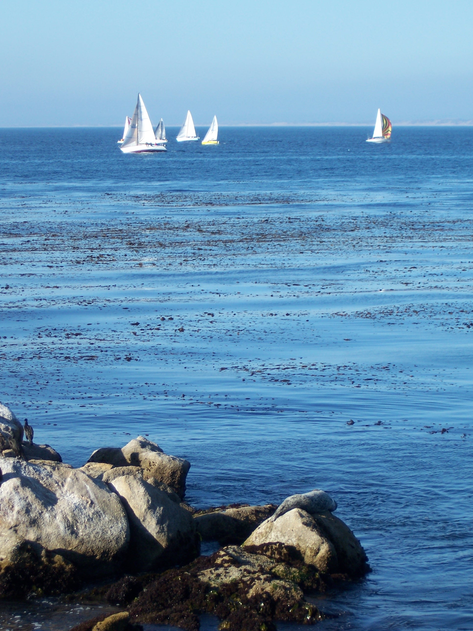 Monterey Bay Sailboat Seascape free image download
