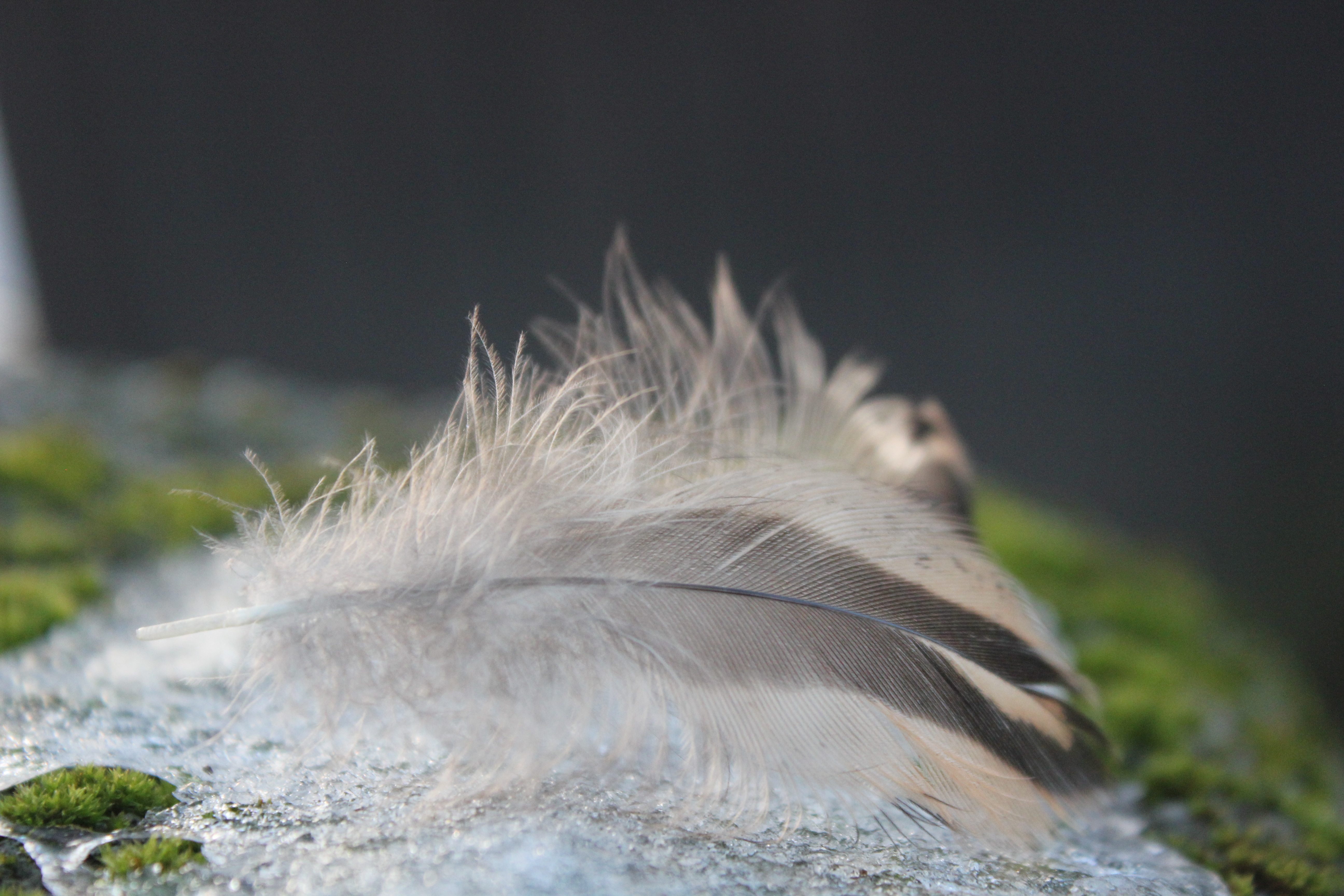 Plumule Feathers Feather free image download