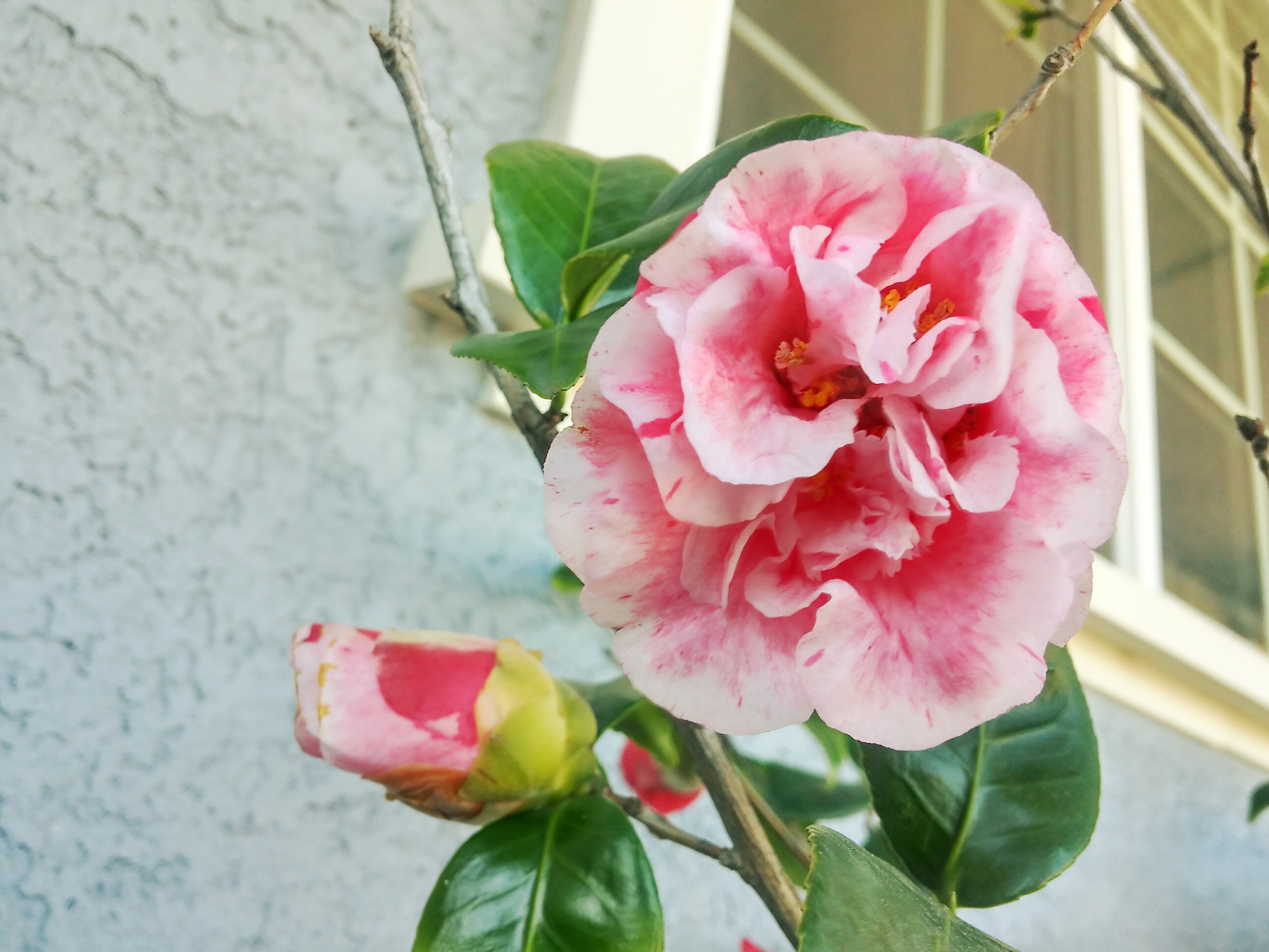 Carnations Pink Ornamental free image download