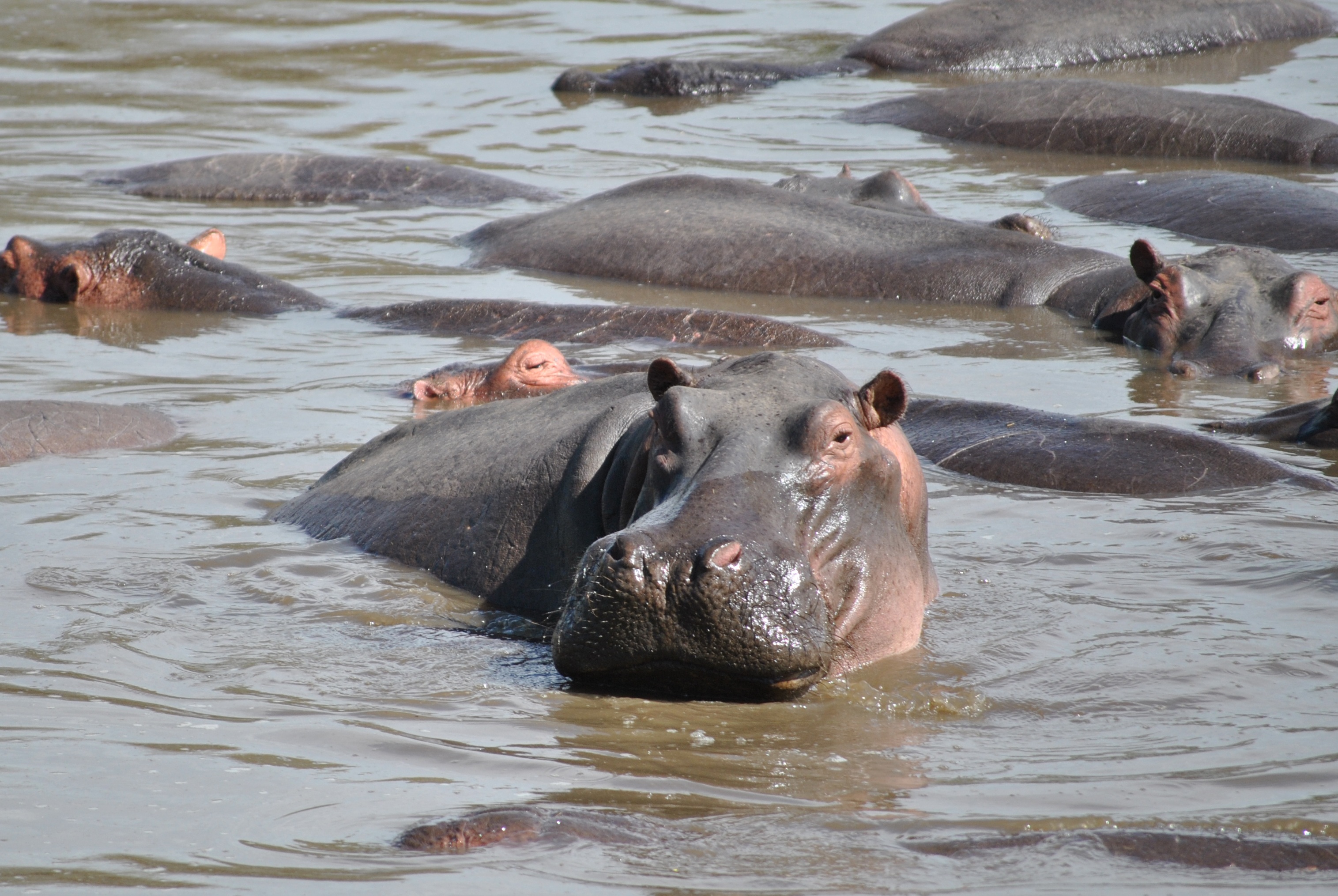Hippo Hippopotamus Africa National free image download