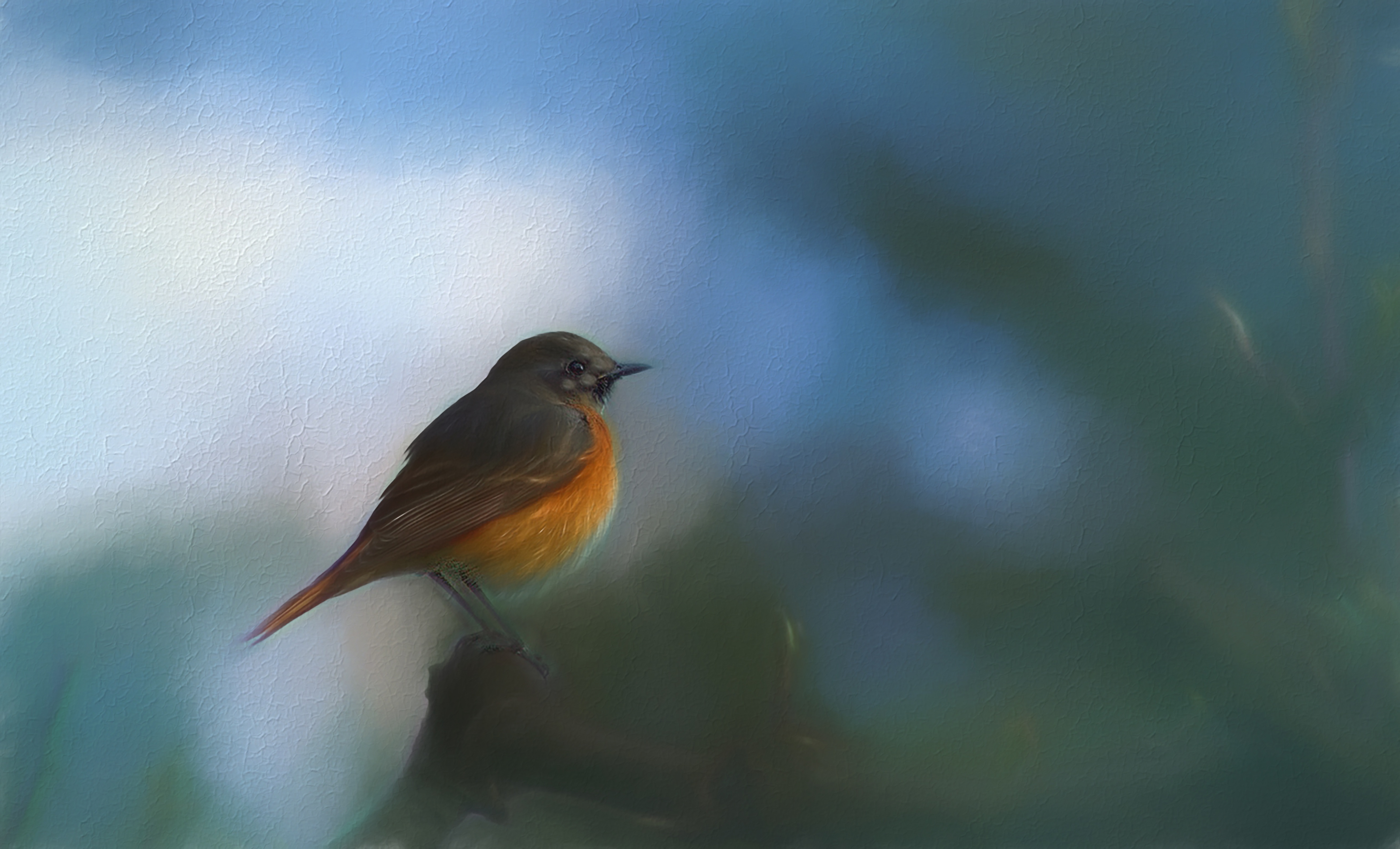 Robin red robin painting bird free image download
