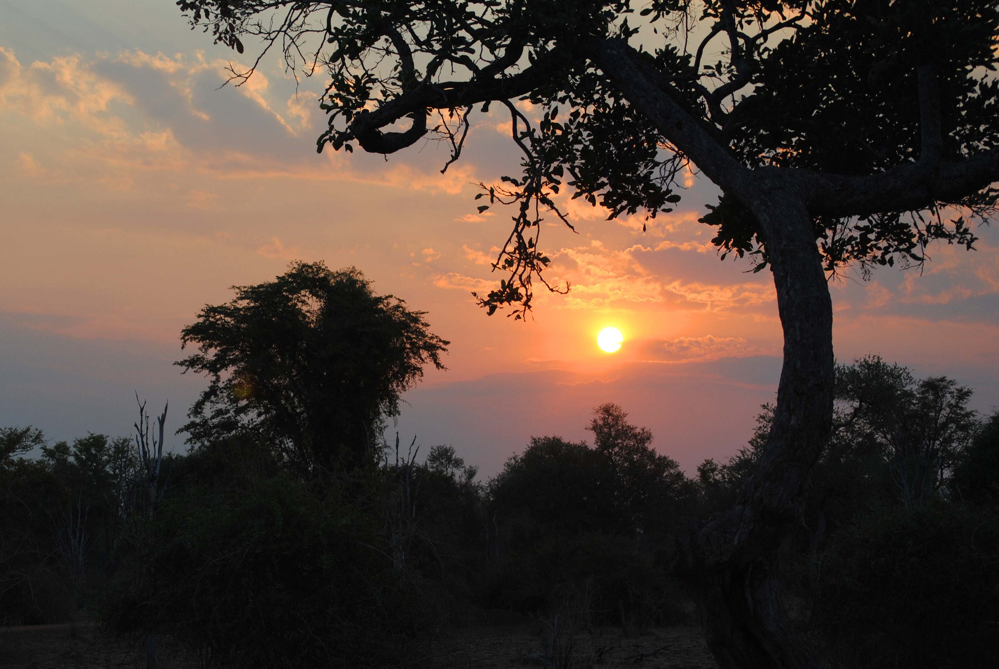 Sunset Africa Safari free image download
