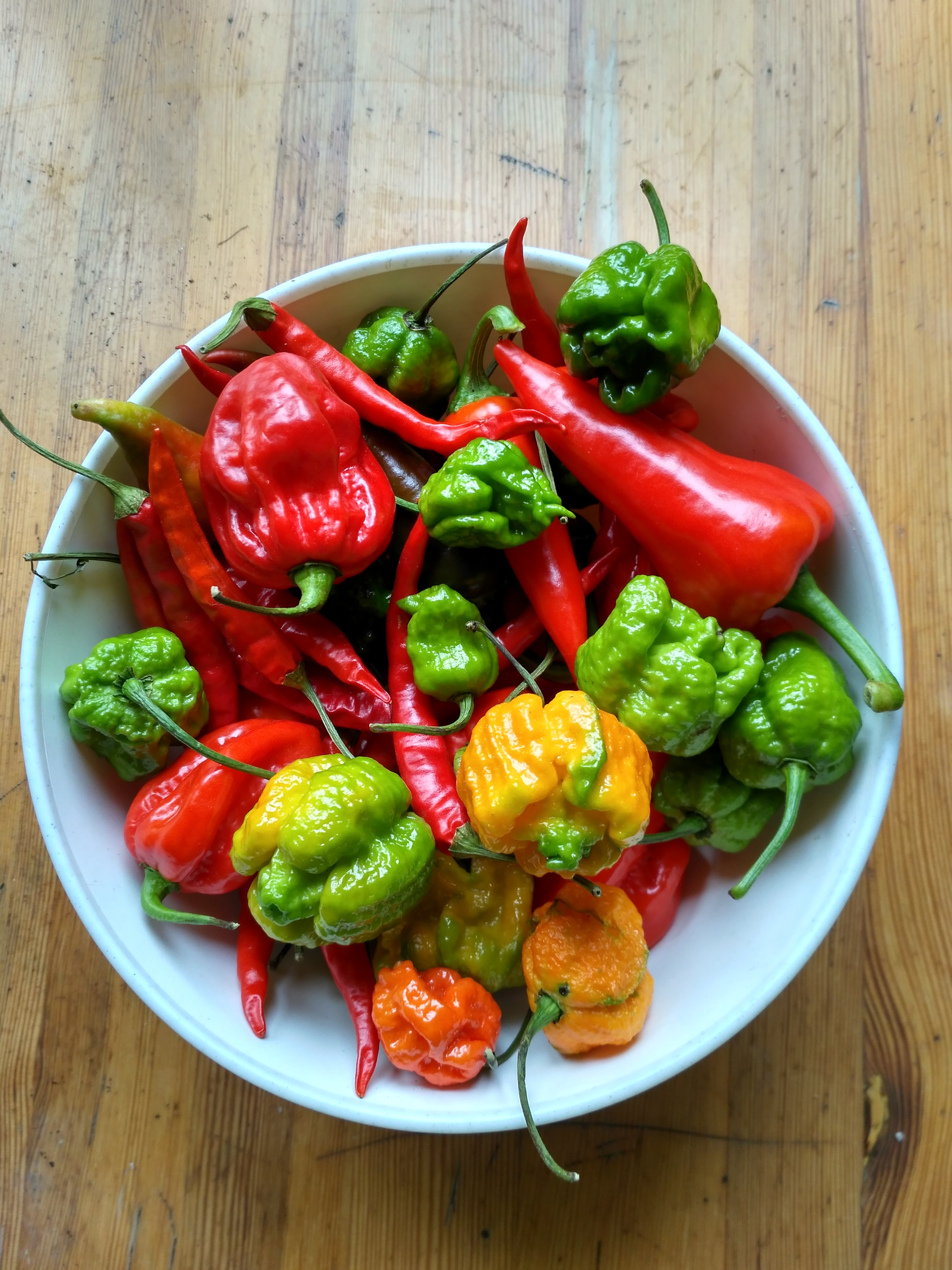 Spicy Peppers Habanero Red free image download