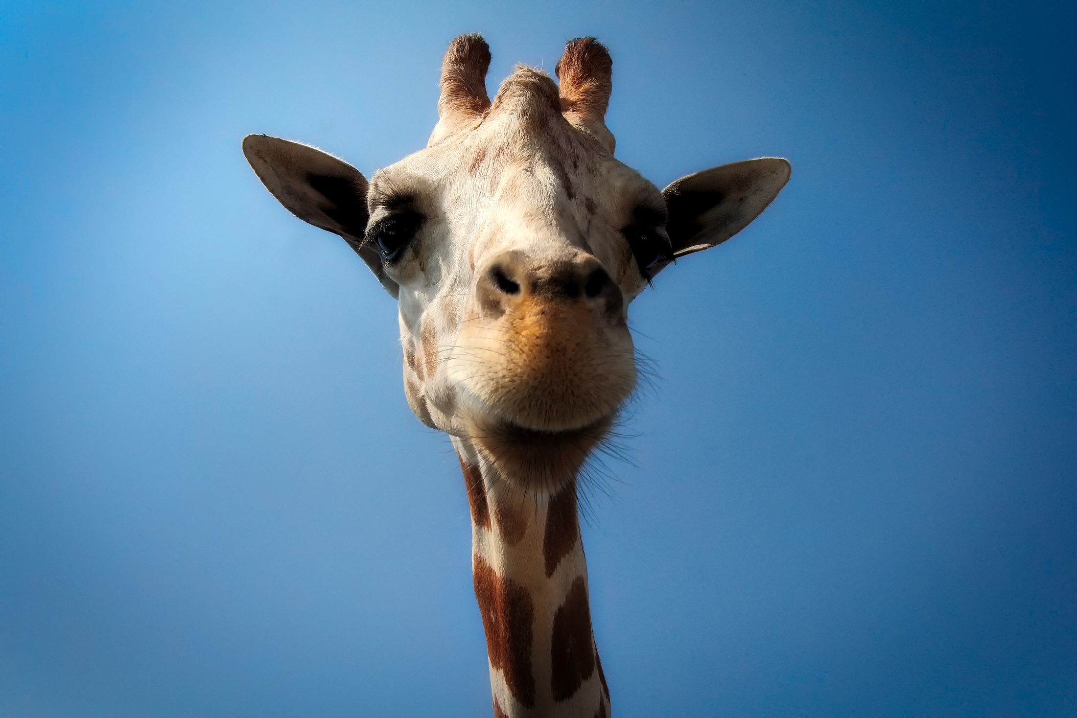 Macro photo of the head of a giraffe cub free image download