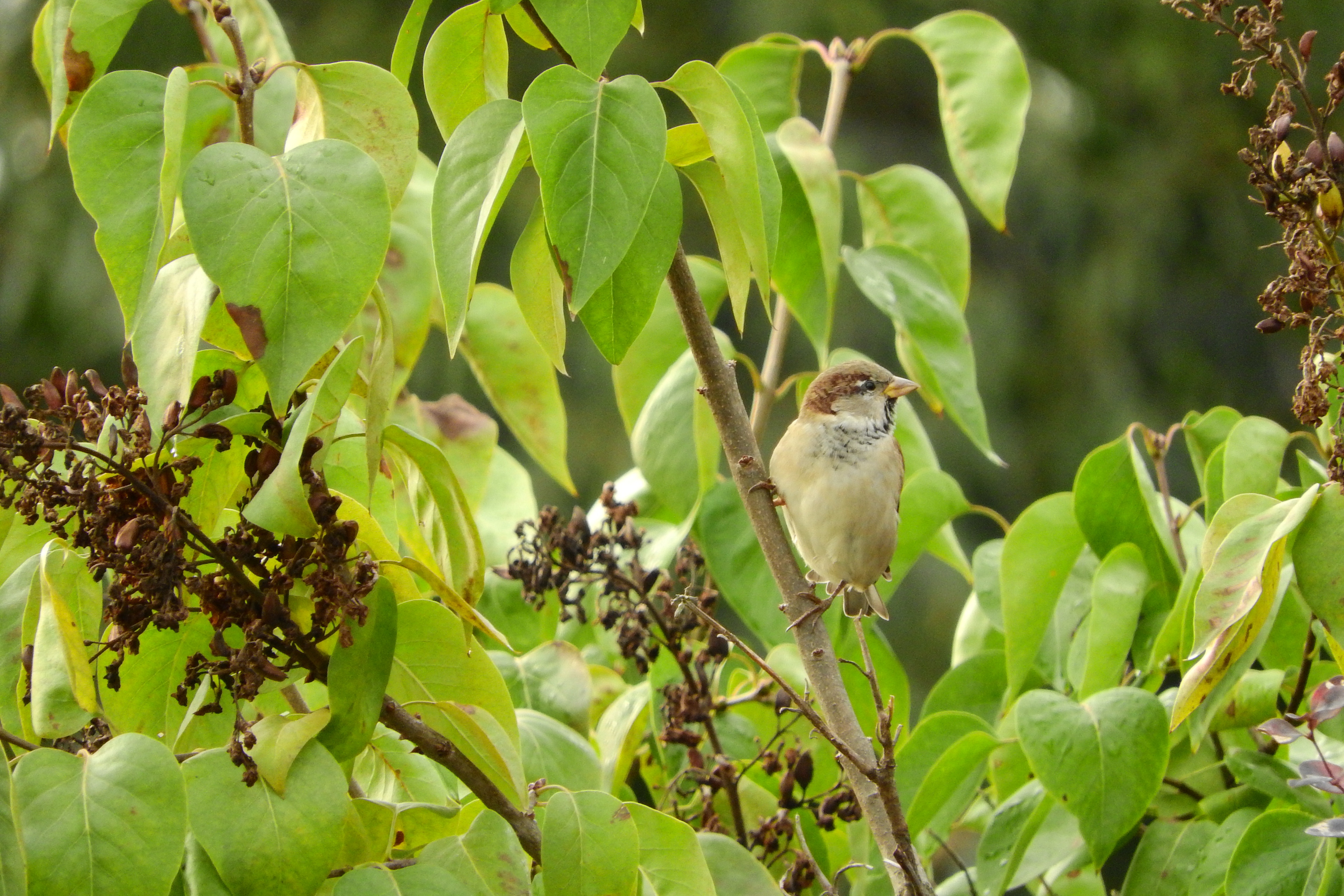 Passer Domesticus Bird In The Bush free image download