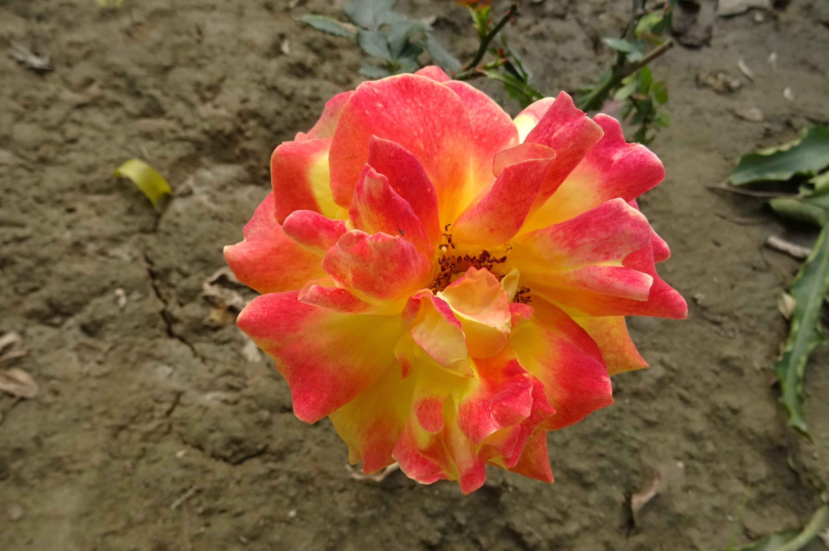 Rose Flower Bicolor free image download