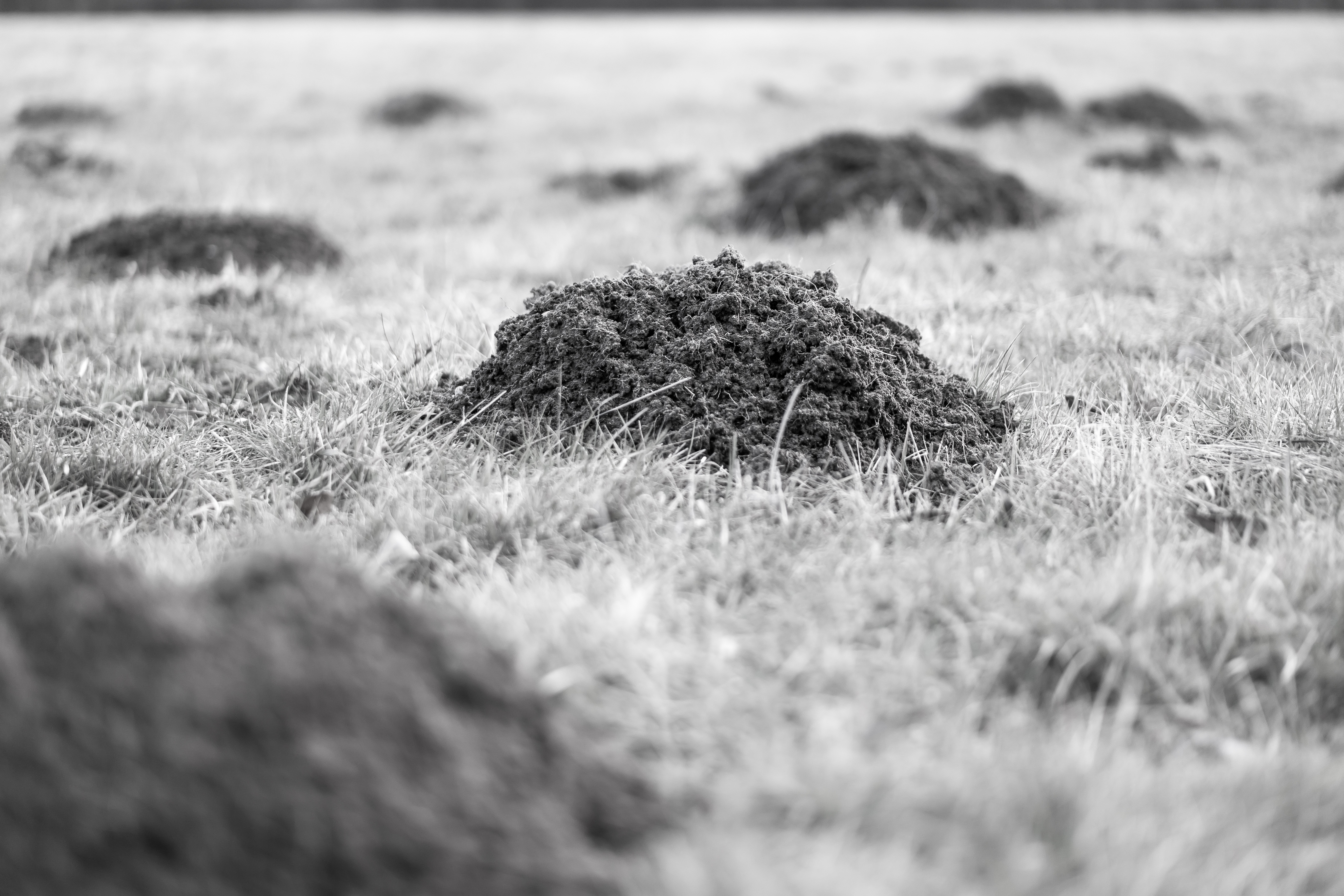 Molehill Earth on meadow free image download