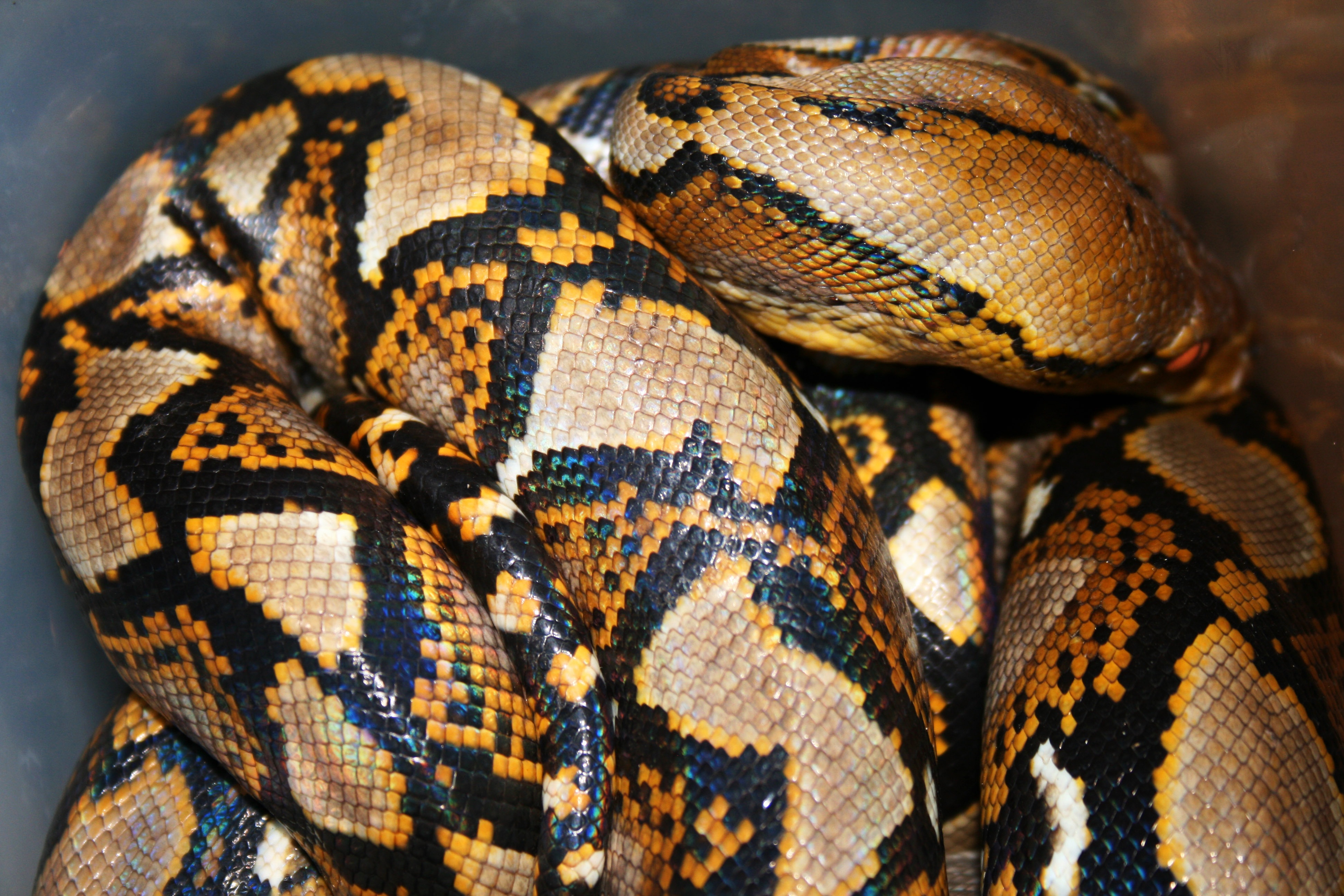 A large snake in patterns free image download