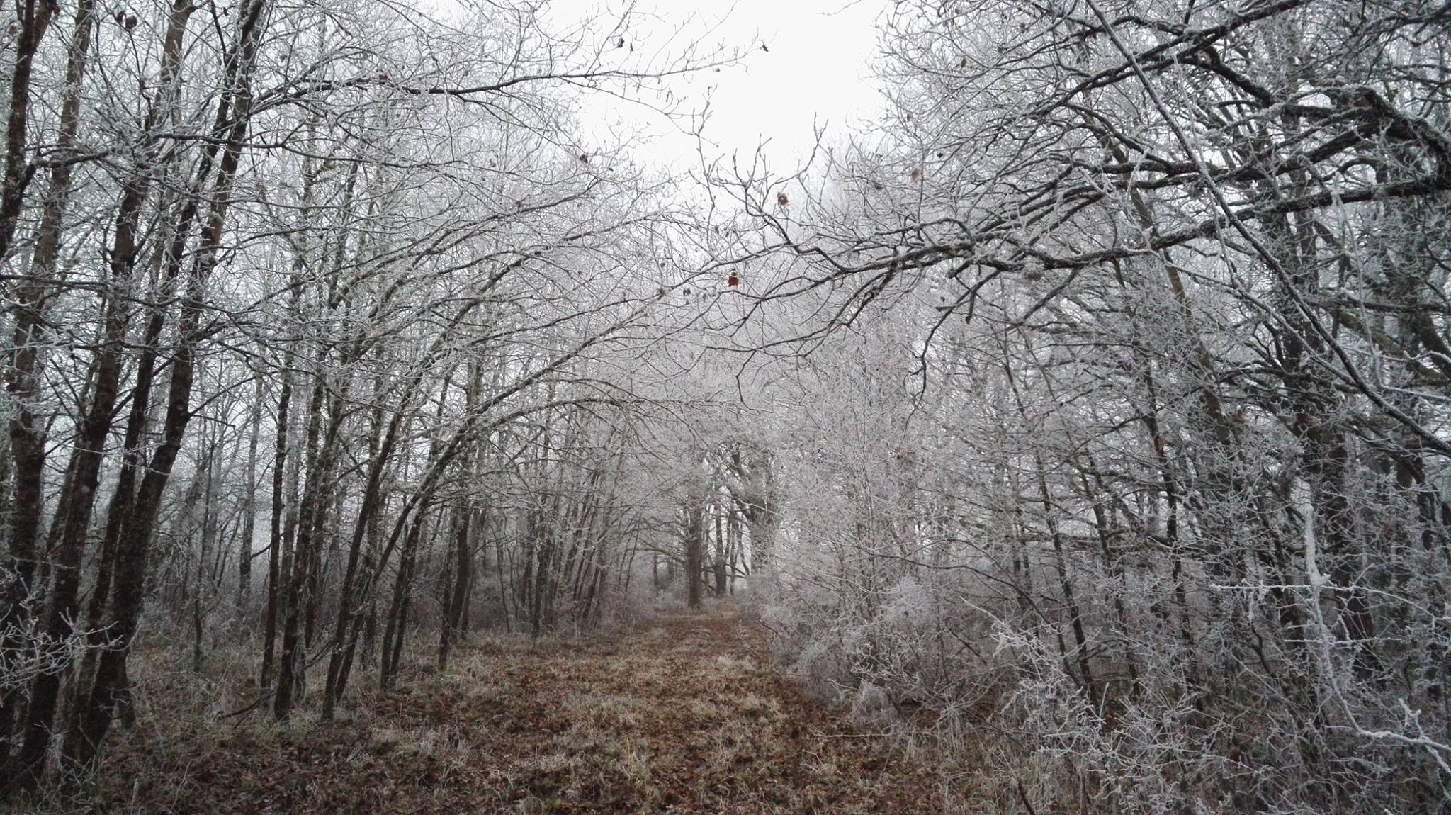 Frost Wood Cold free image download