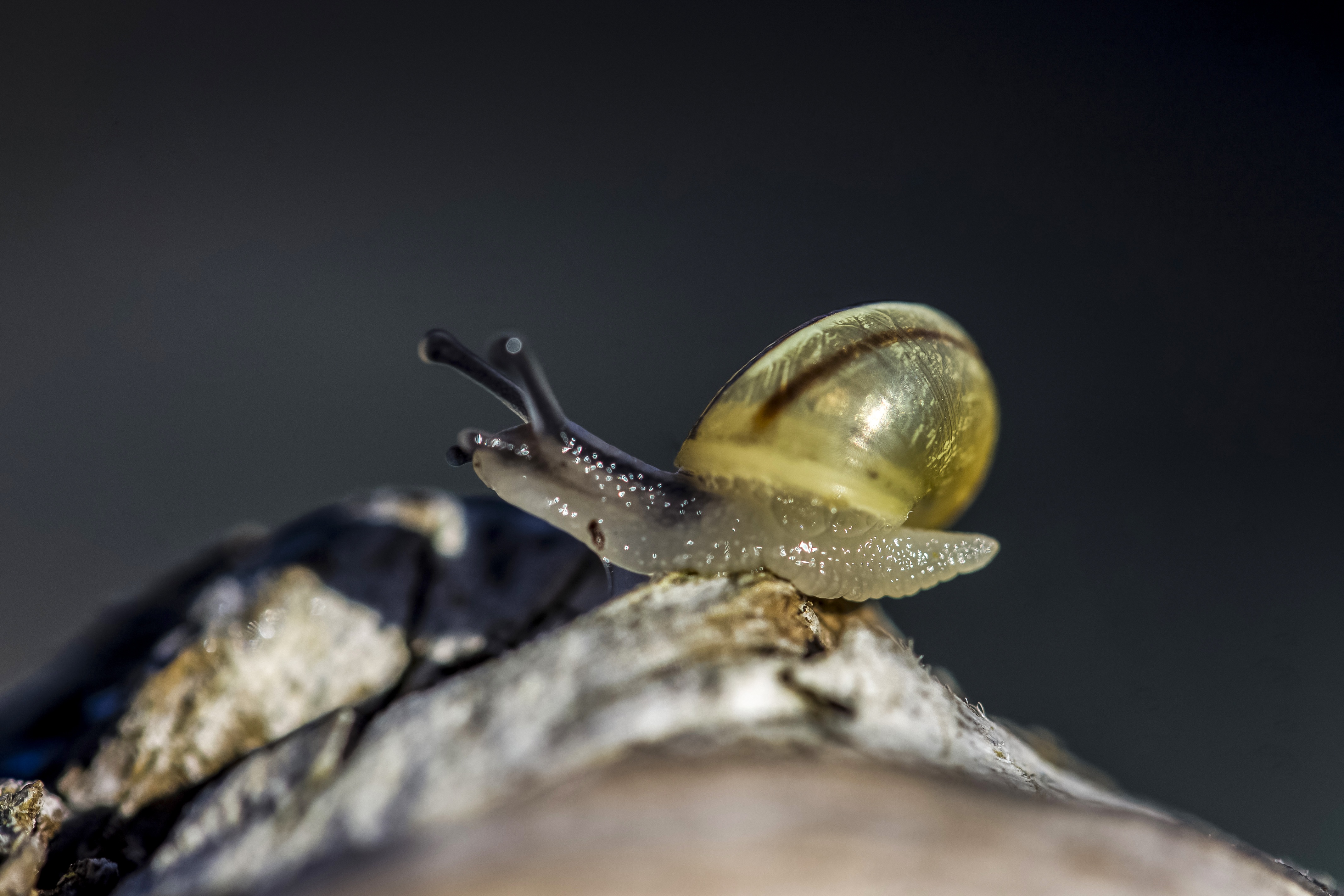 Tiny grey Snail, macro free image download