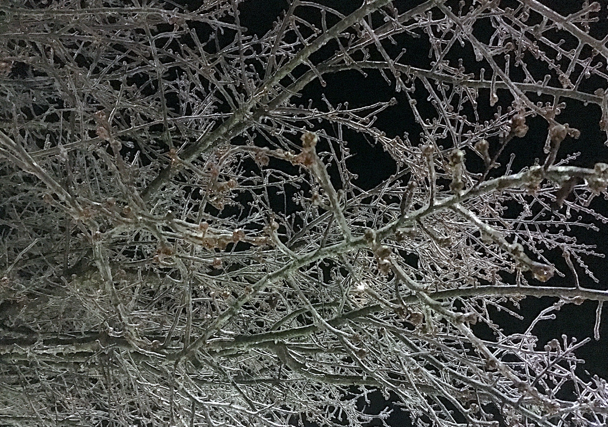 Ice Tree Winter free image download
