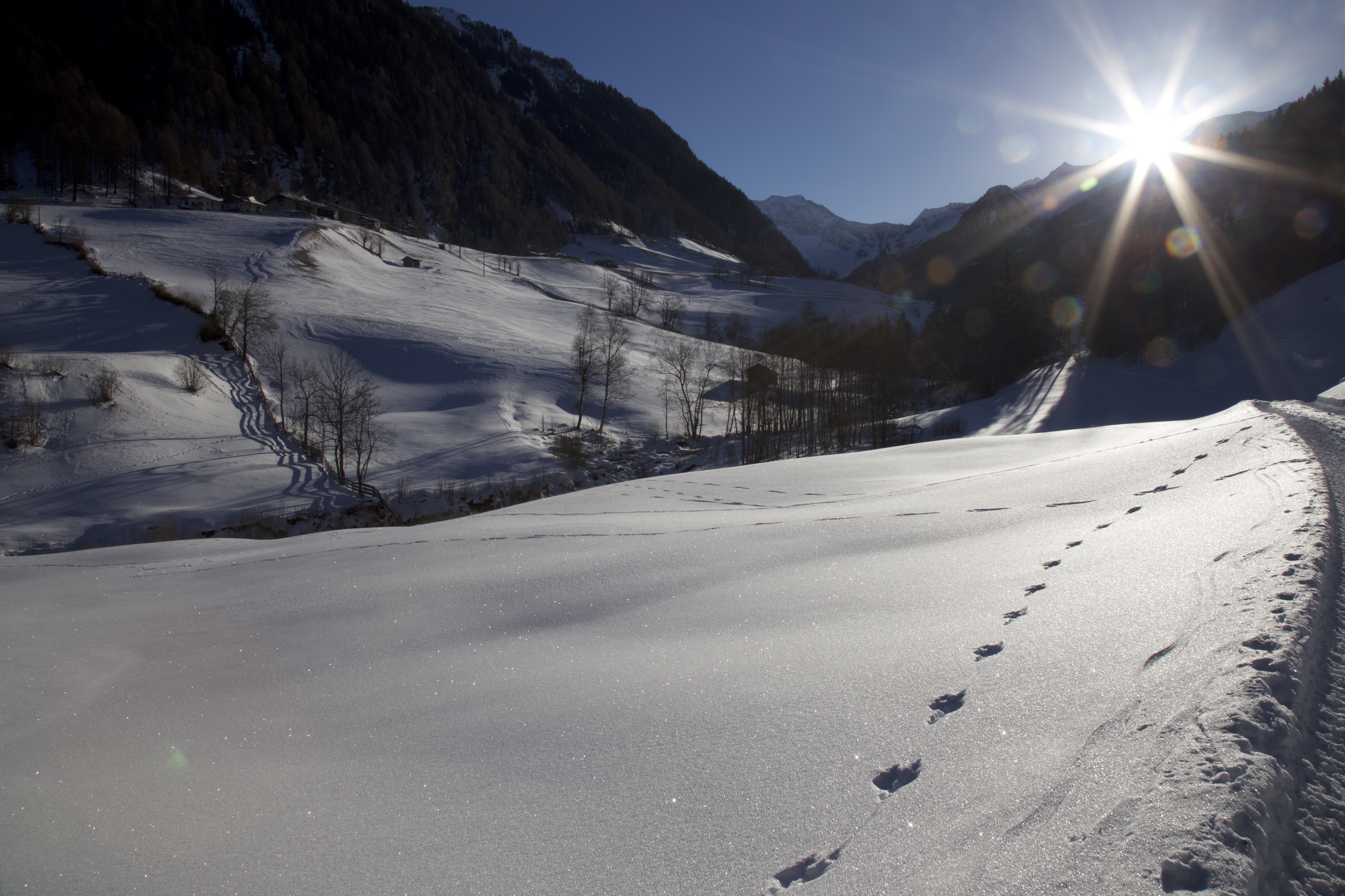 Backlighting Trace Snow free image download