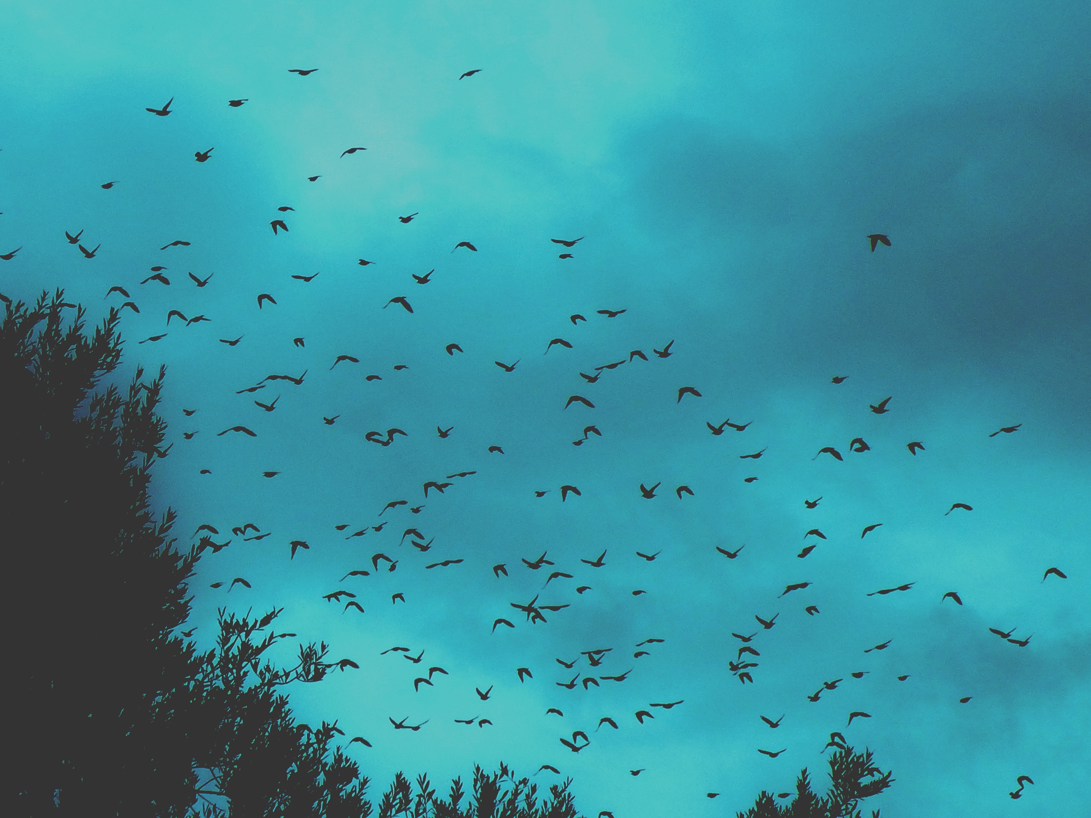 Flight Flock Fly free image download