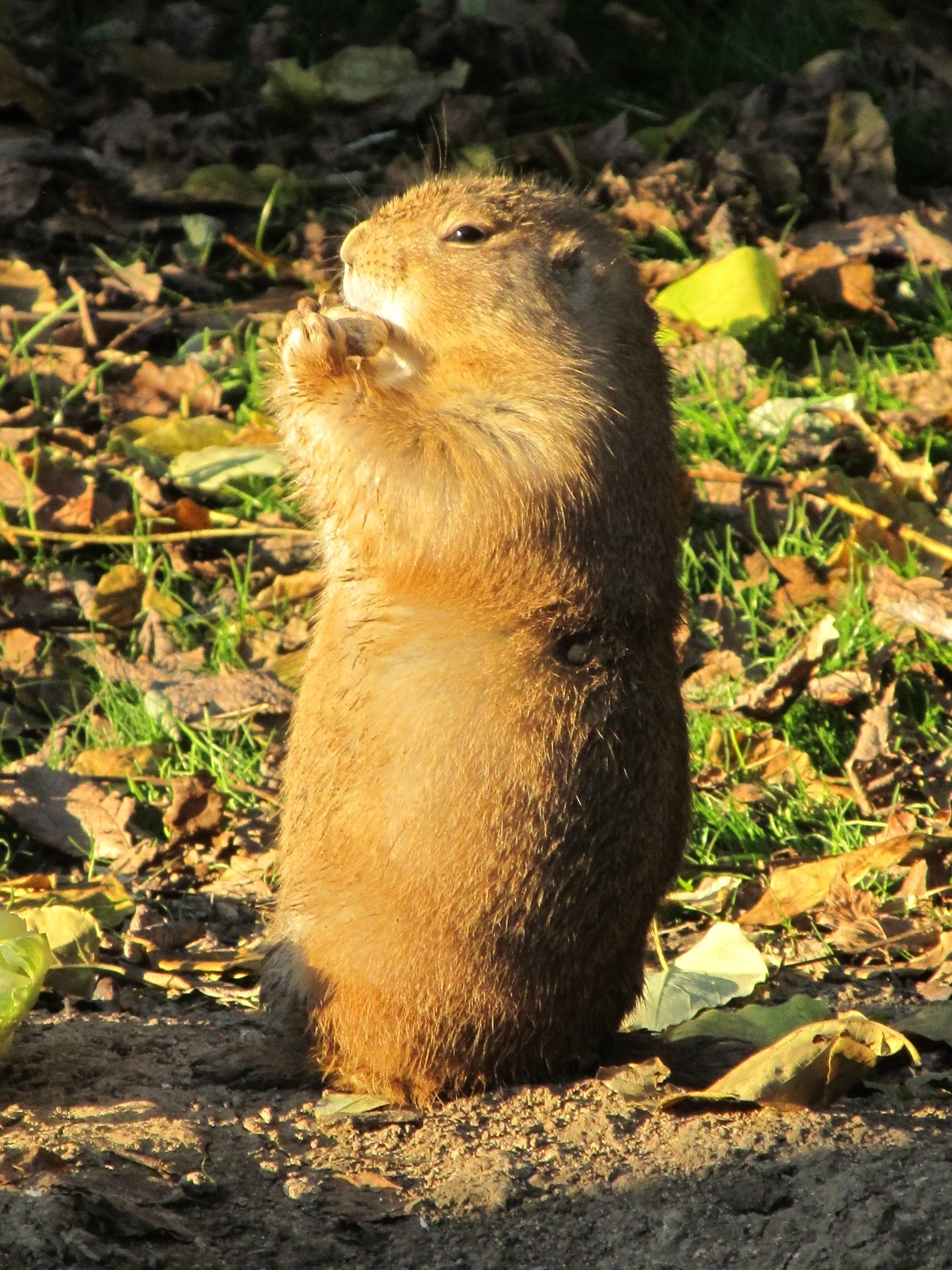 Prairie Dog Portrait Close Up free image download