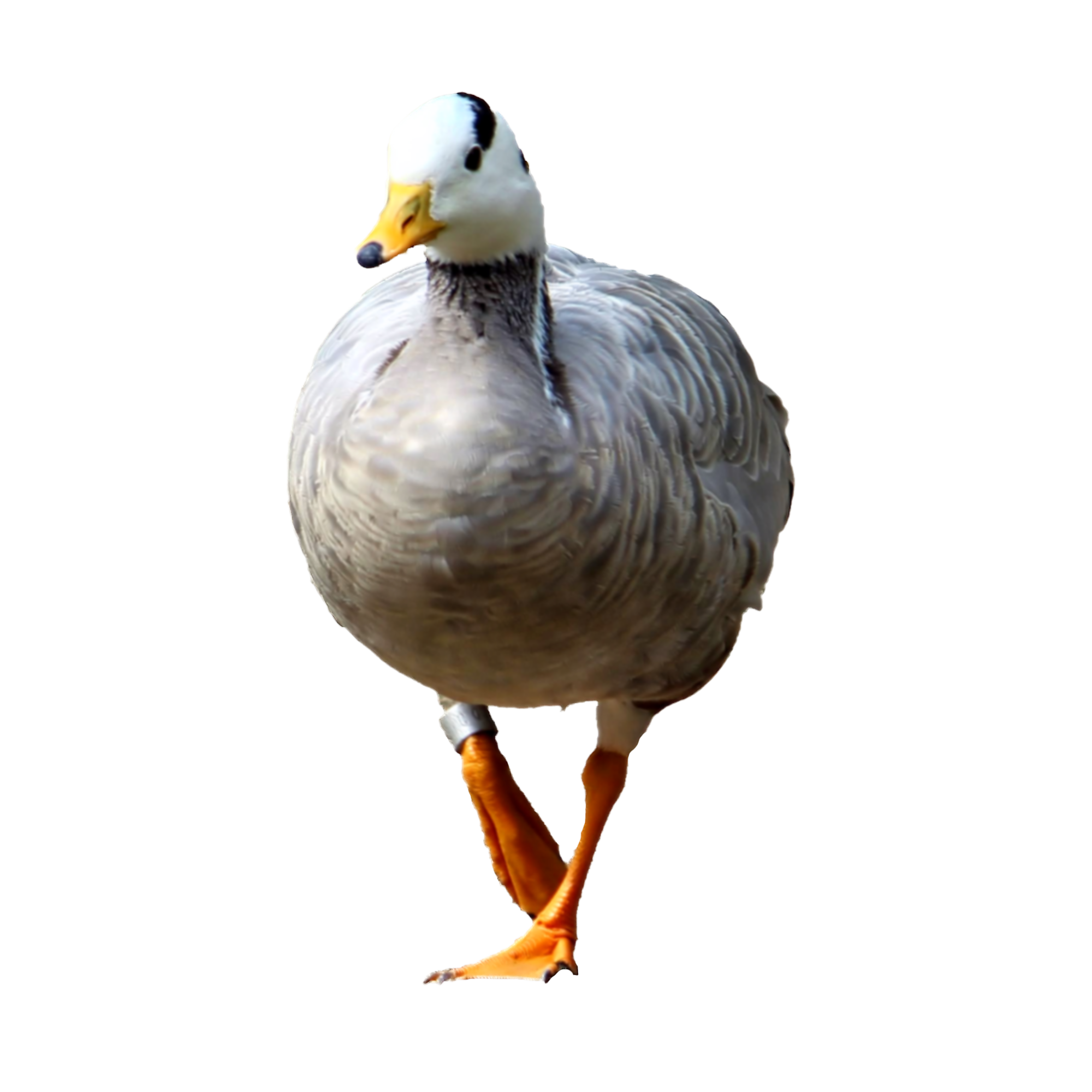 Goose wild goose isolated free image download
