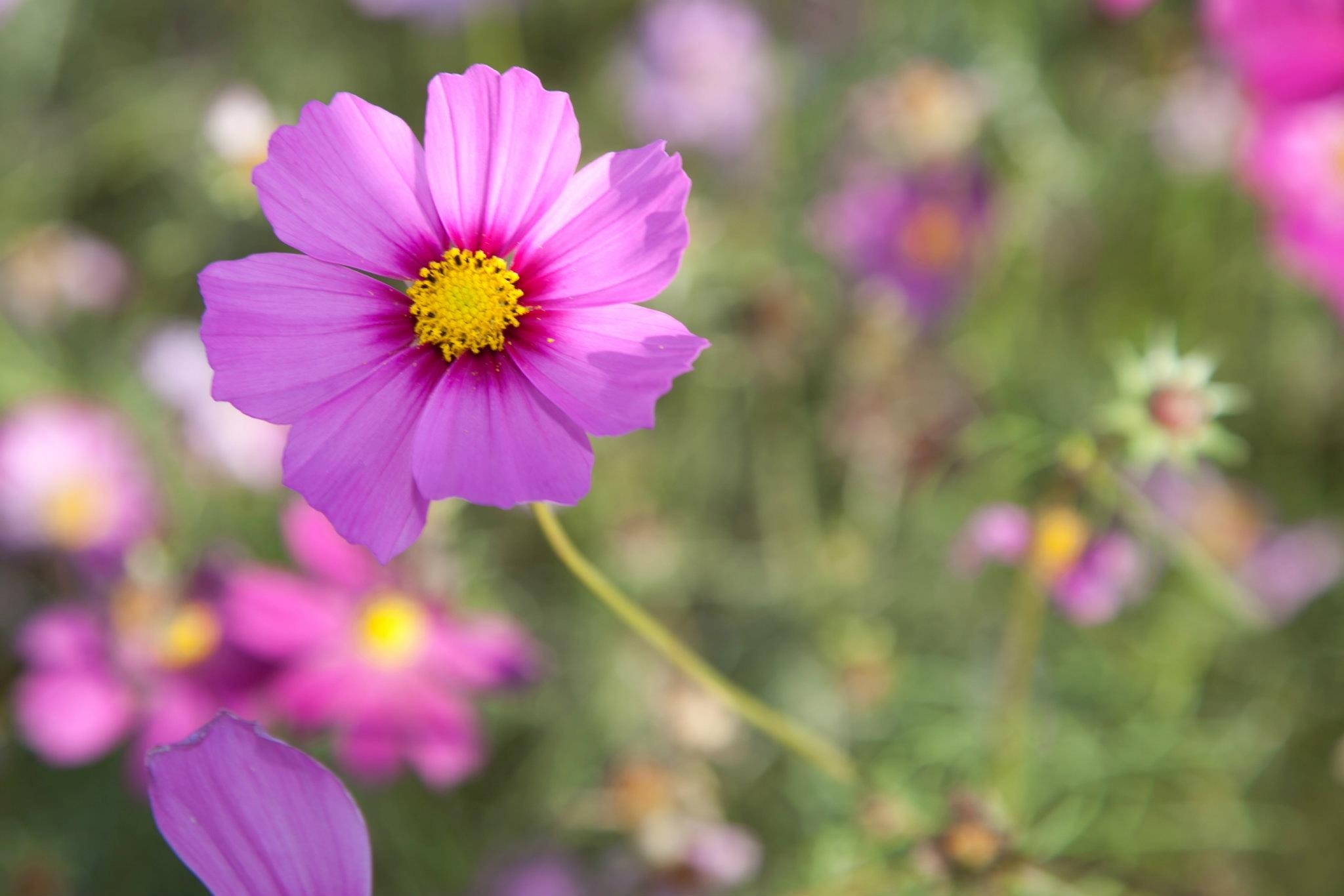 Fragrant beautiful little flower buds free image download