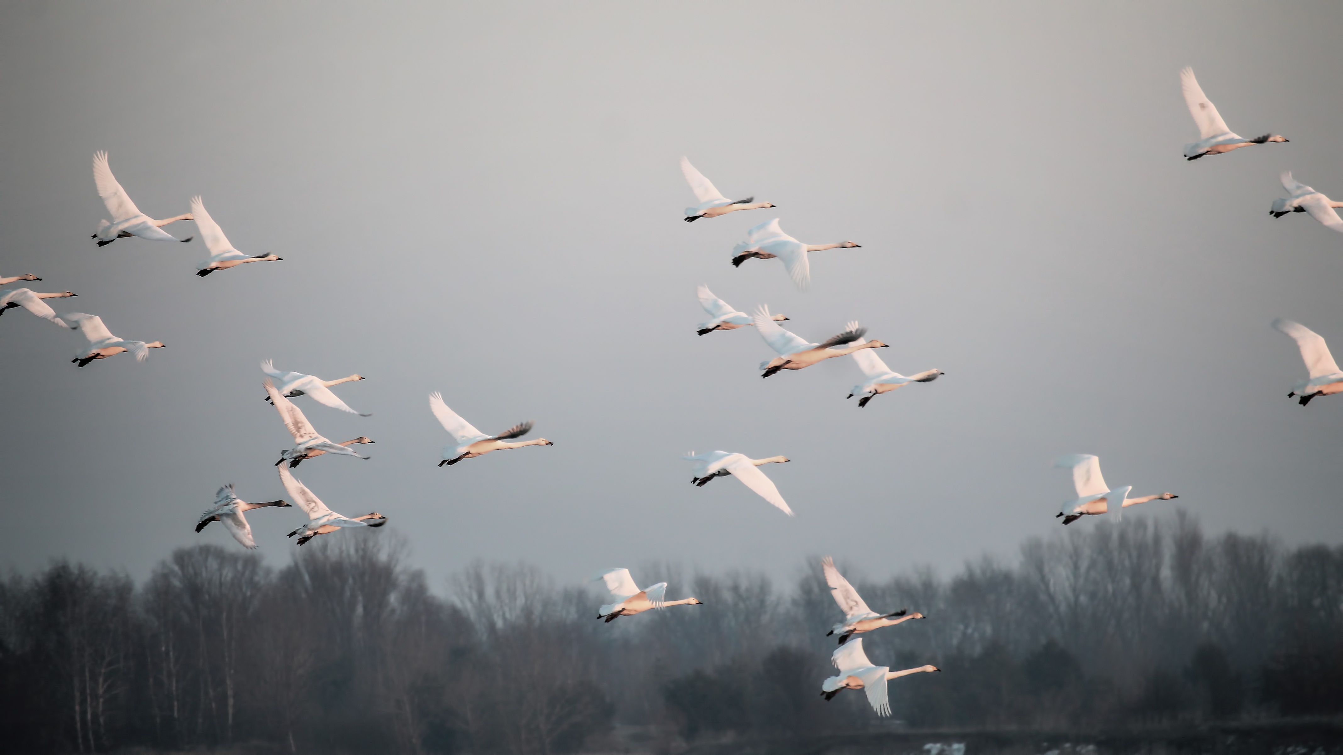 Flight Swans Birds free image download