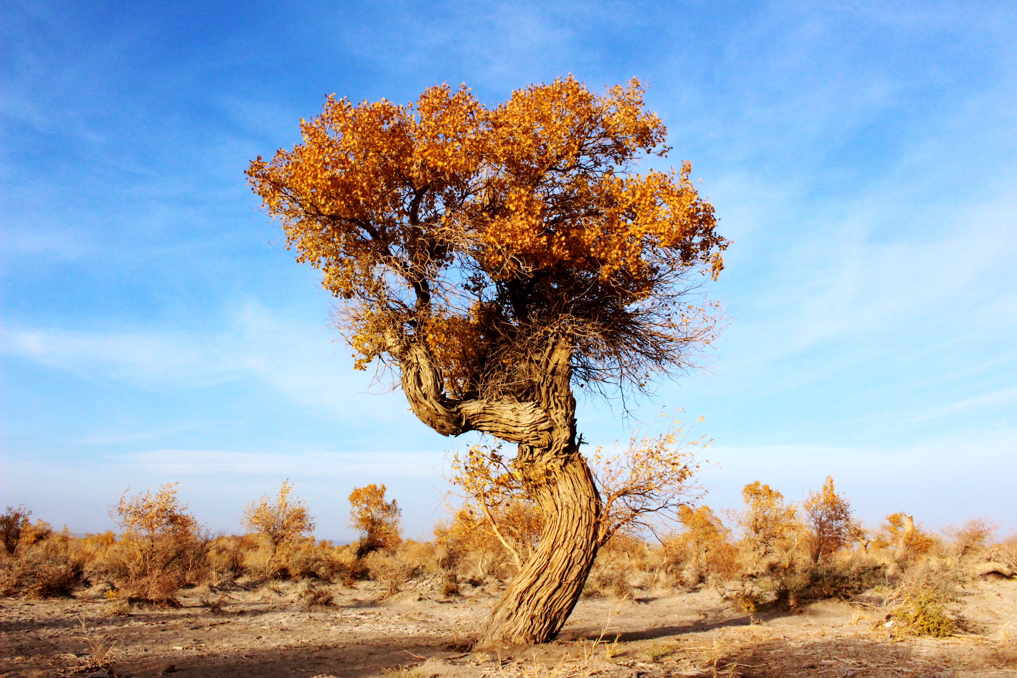 Trees Populus free image download