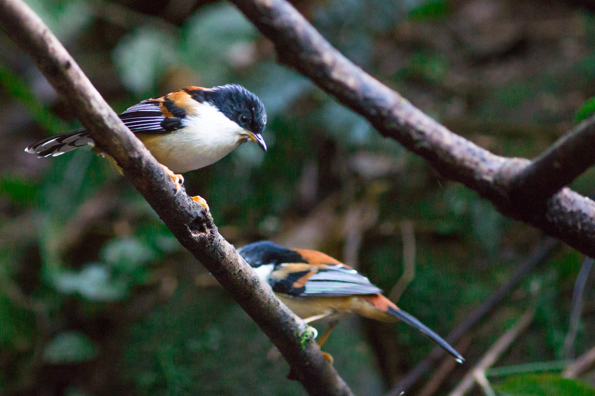 After The Dance Red-Tailed Birds free image download