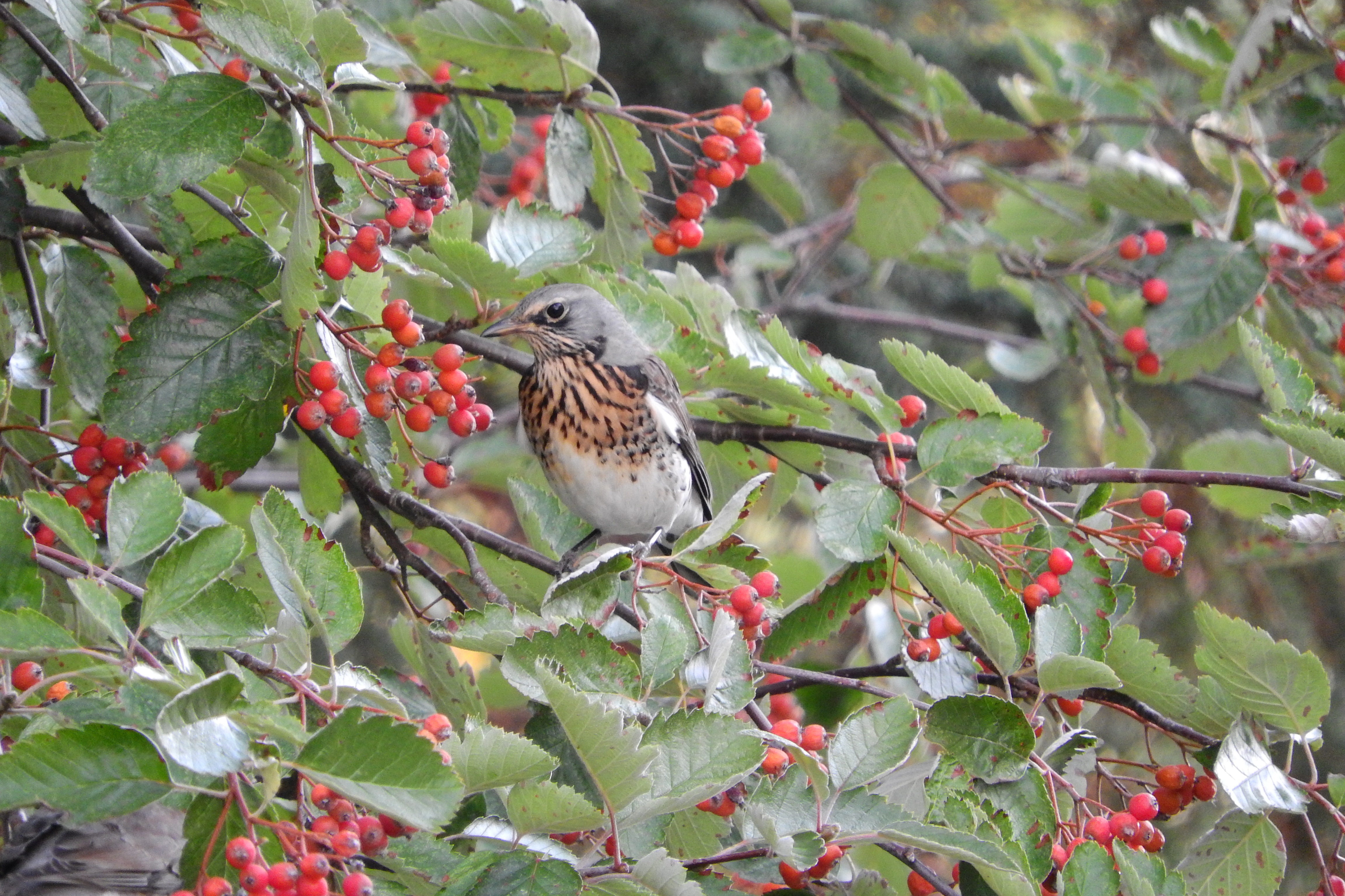 Turdus Pilaris Thrush Fieldfare free image download
