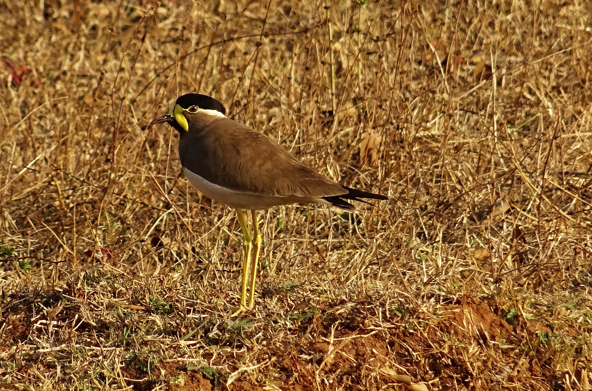 Bird Yellow-Wattled Lapwing free image download