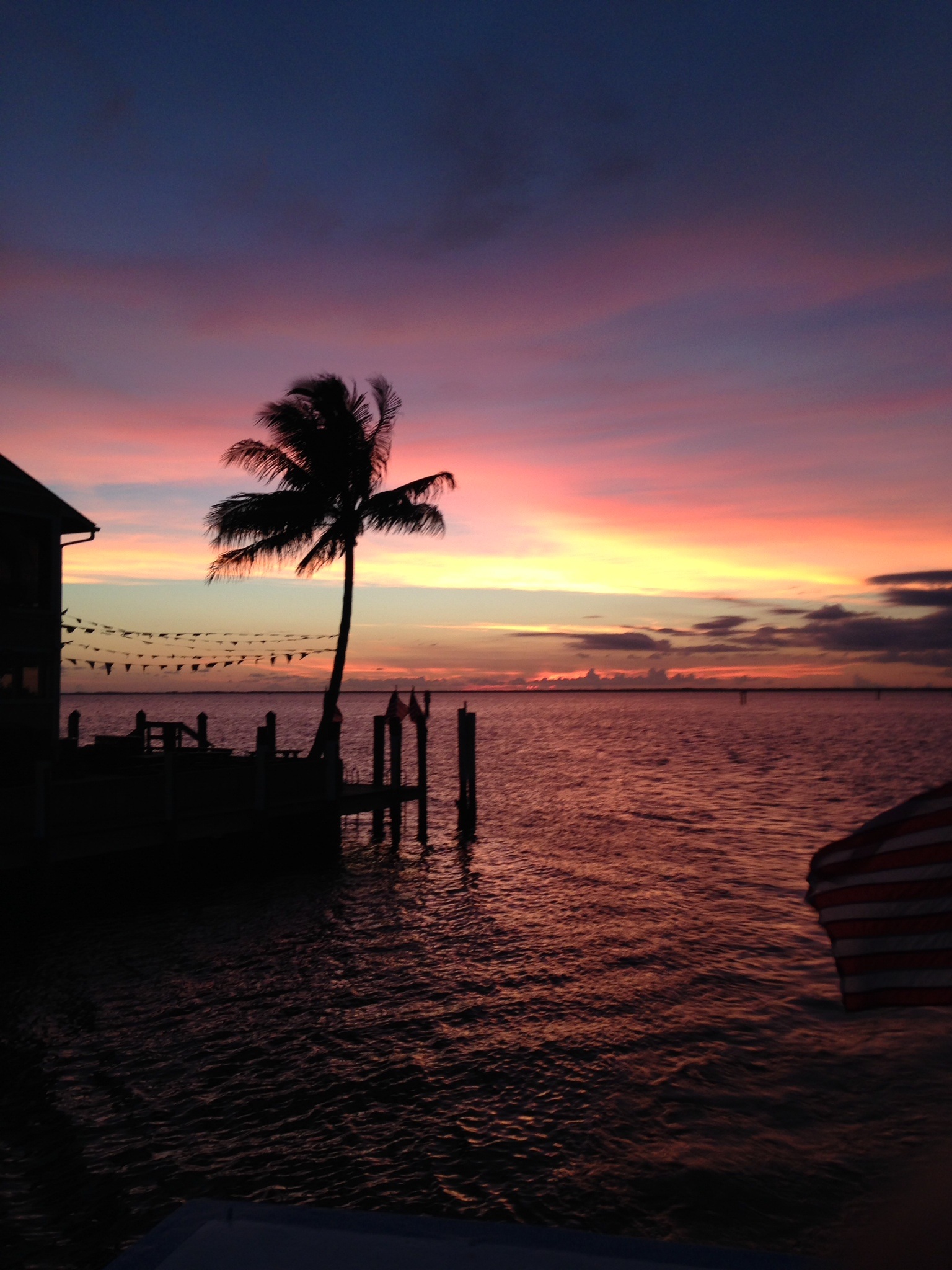 Sunset Colors Palm Tree free image download