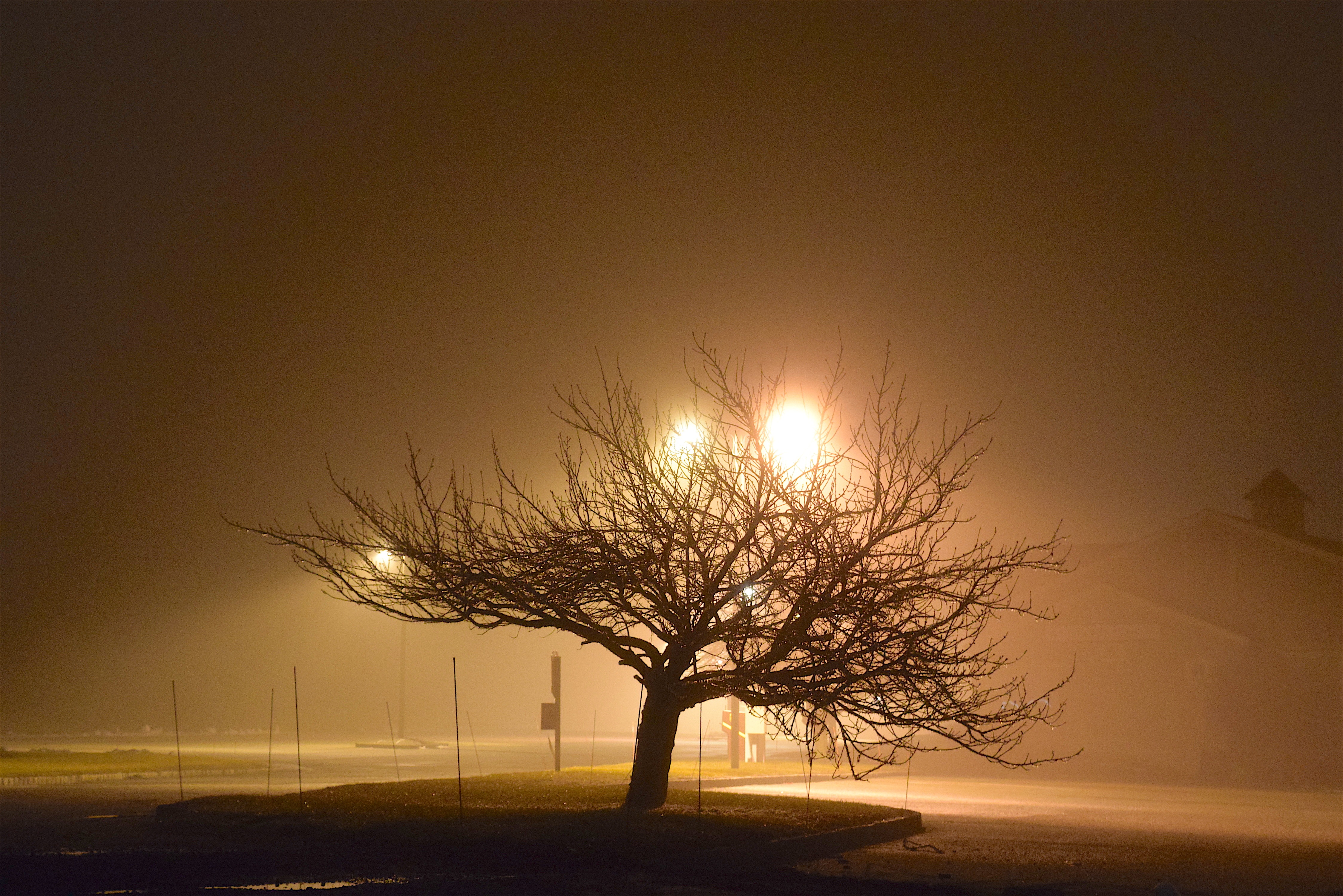 Fog Night Tree free image download