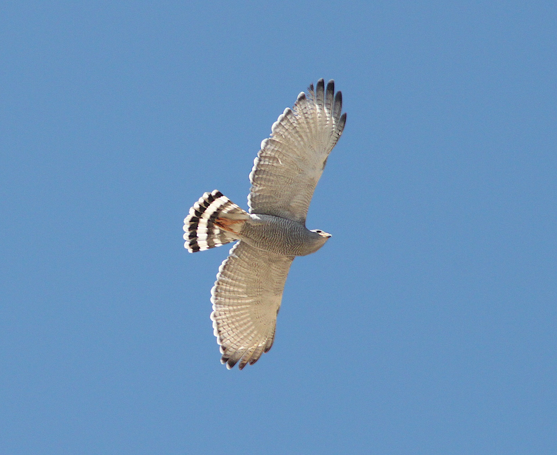 Gray Hawk Raptor Flying free image download