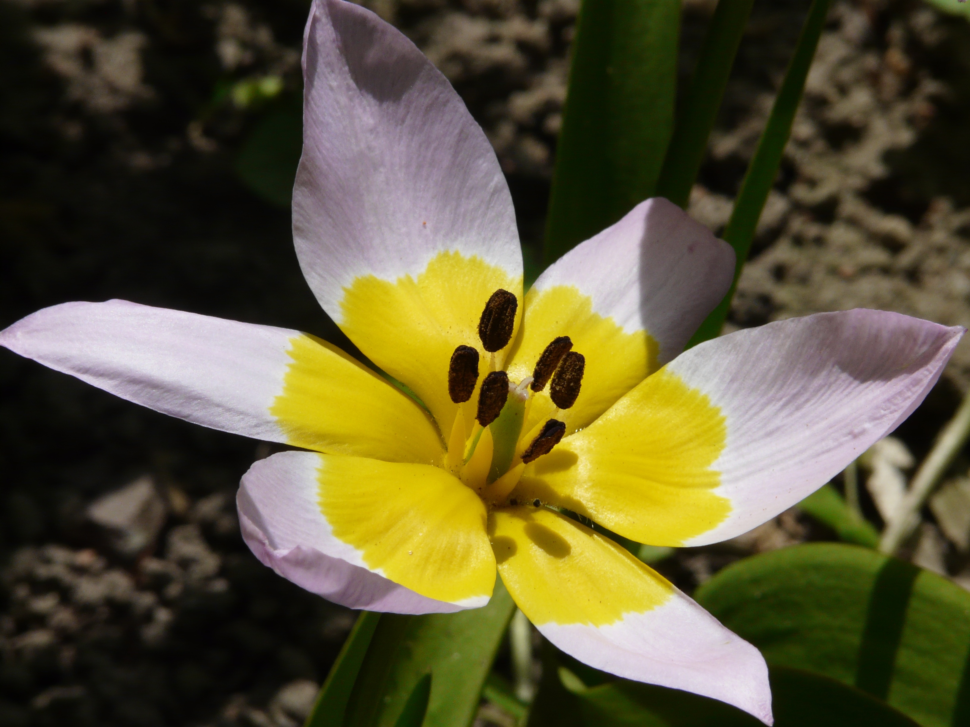 Spring Nature Blossom free image download