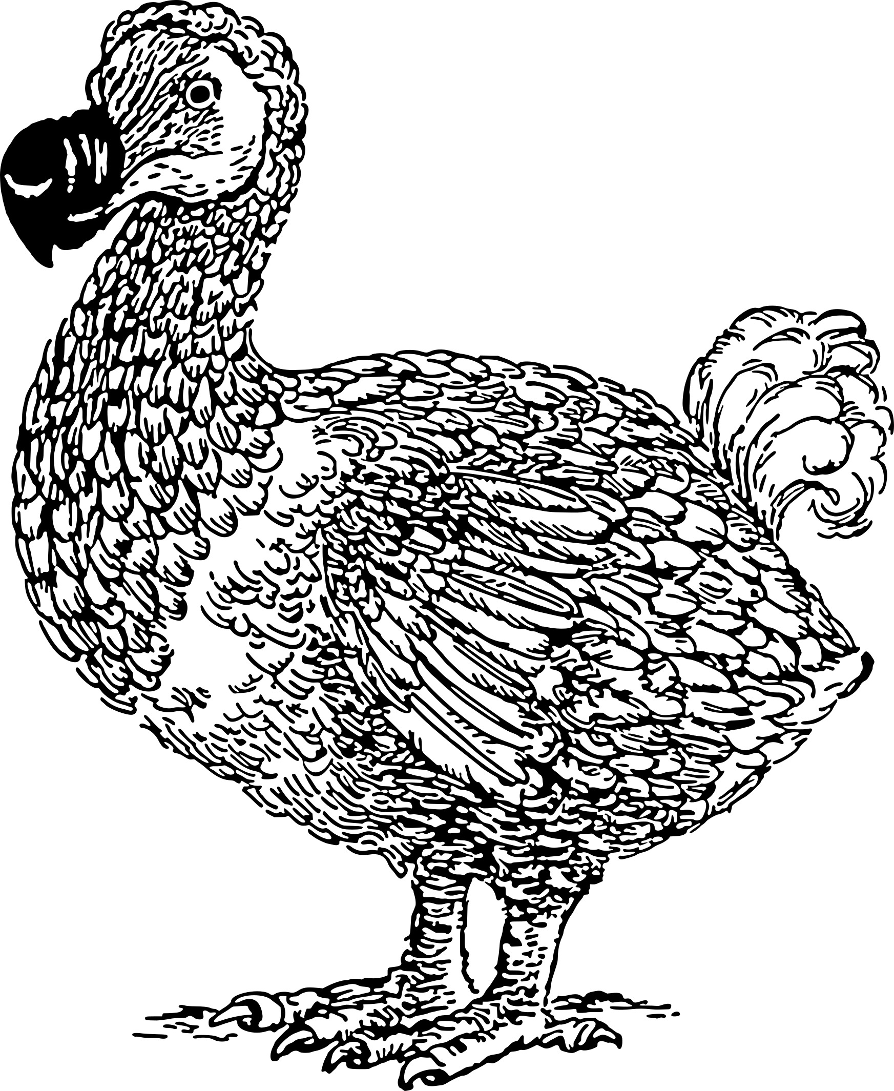 Animal bird dodo extinct free image download