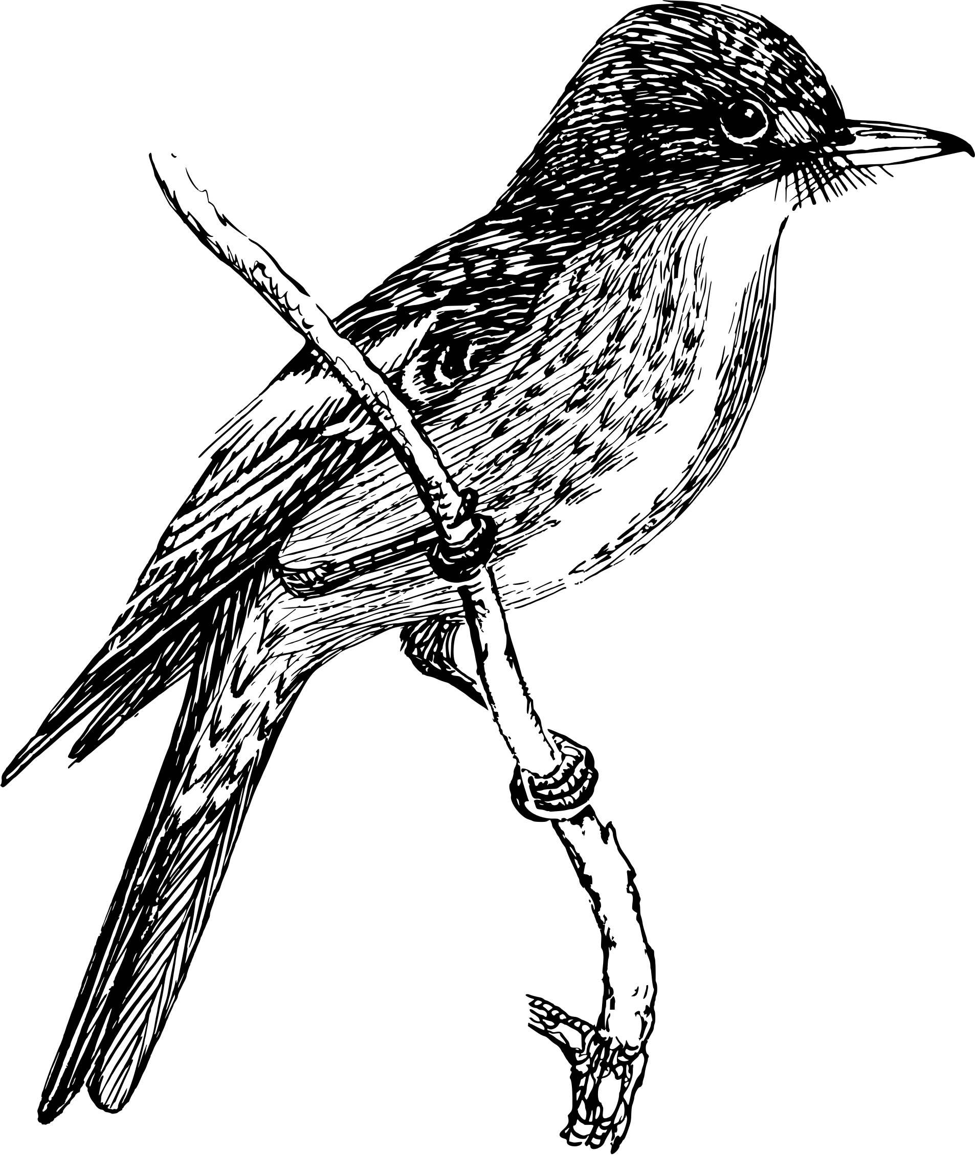 Bird flycatcher as a drawing free image download