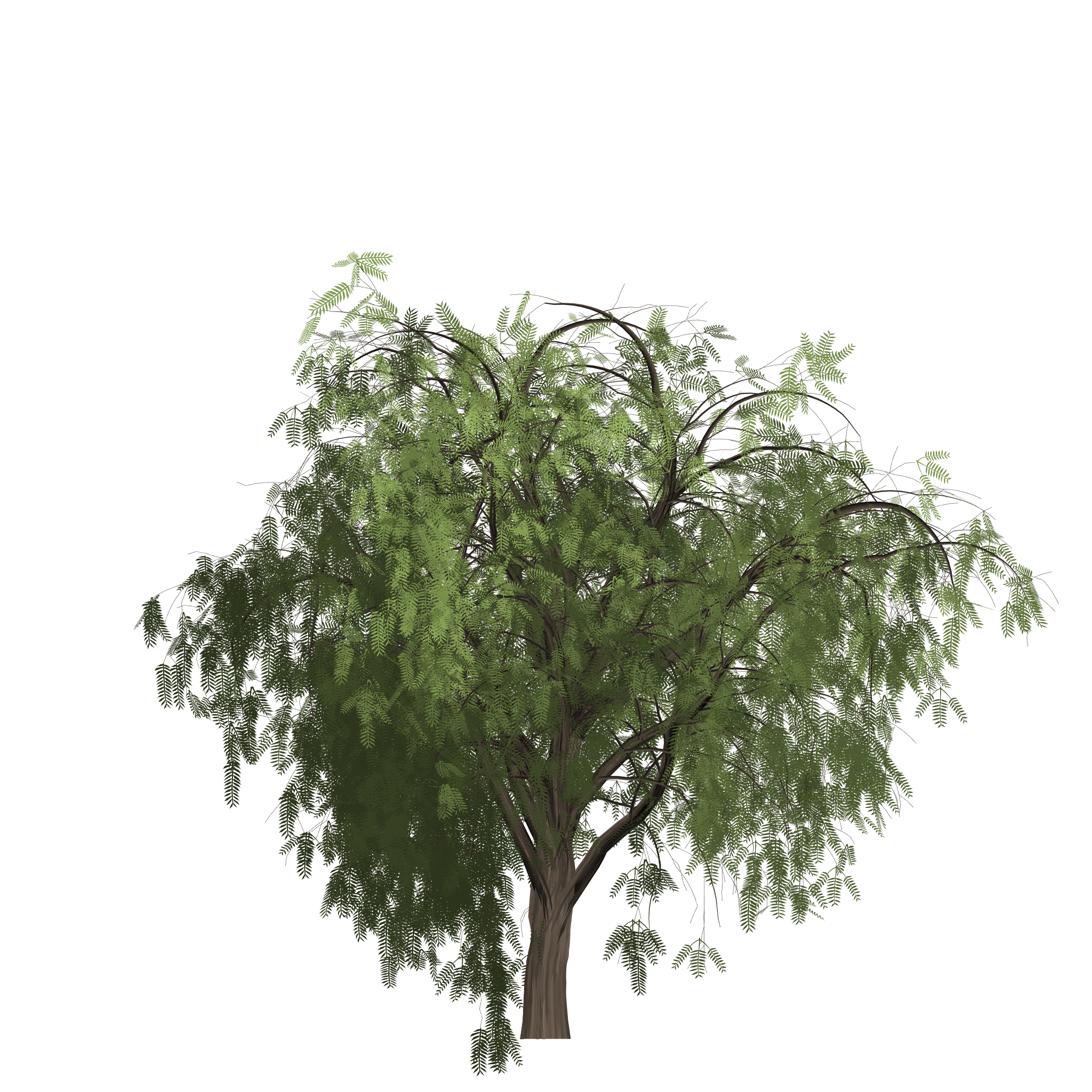 Pepper tree painted tree green free image download