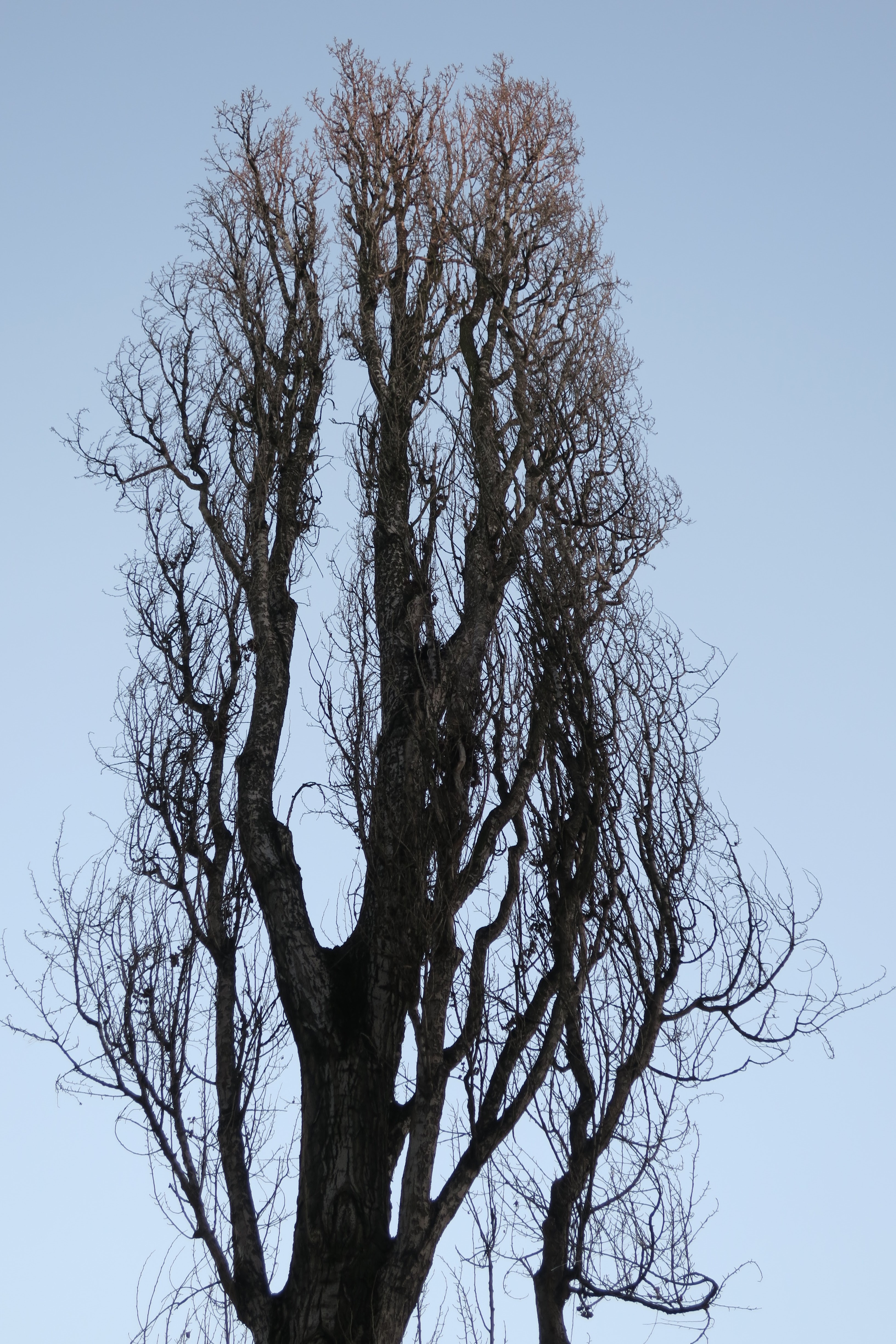 Poplar Tree Branches Sky free image download