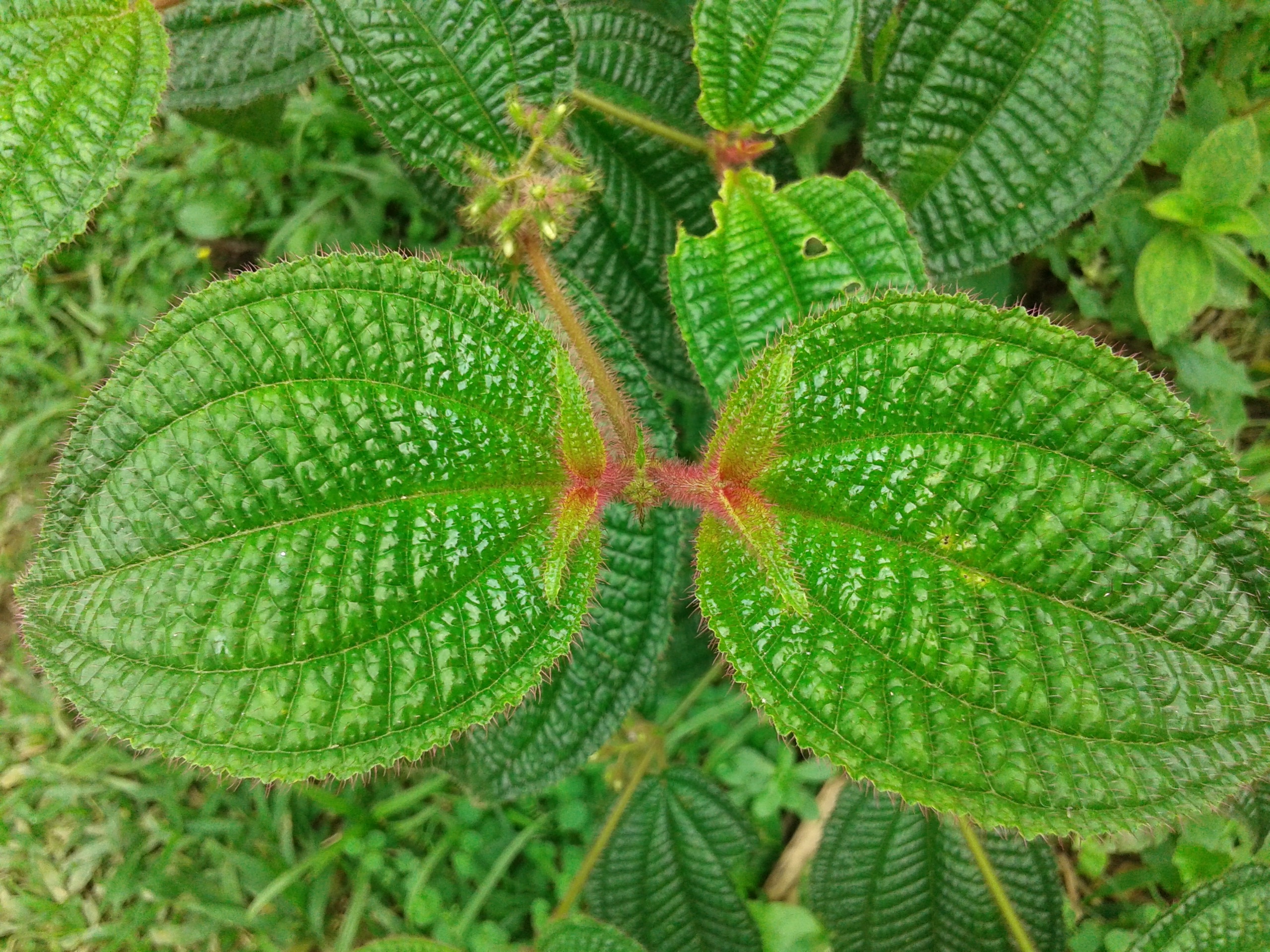 Plant Nettle Nature free image download