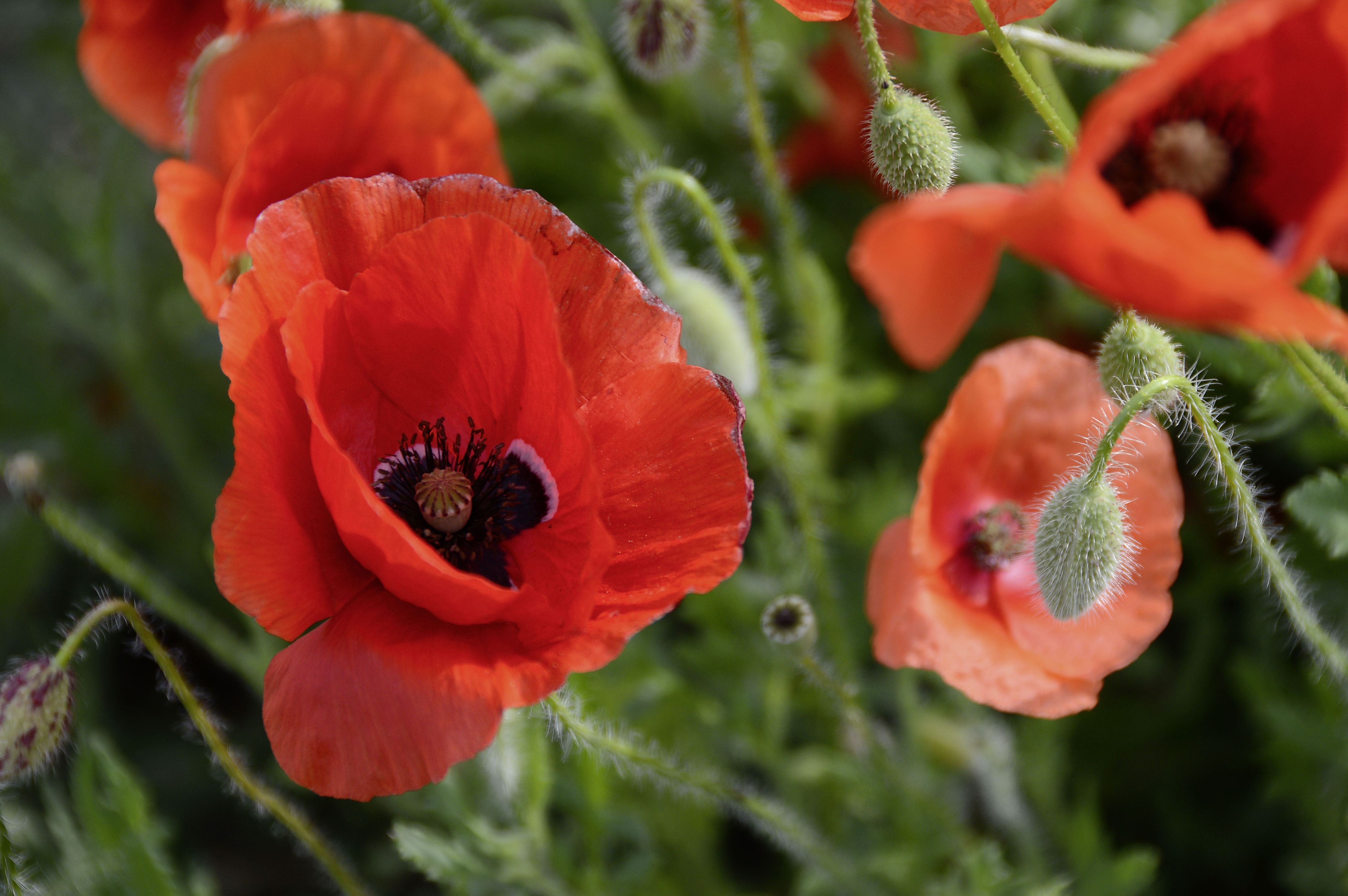 Natural red Poppy Flowers macro view free image download