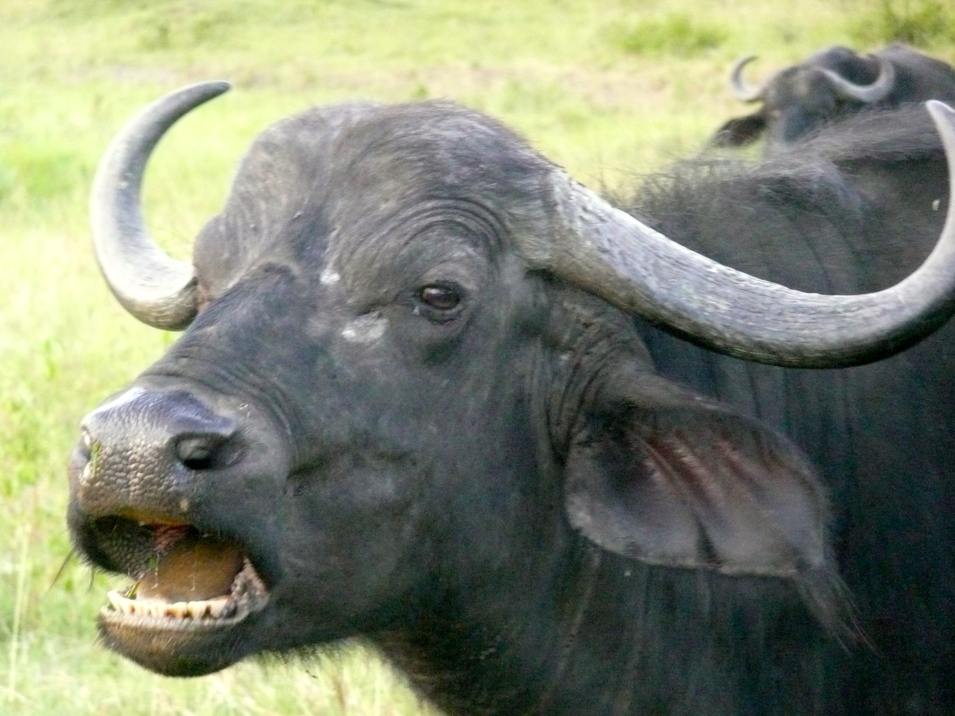 Kenyan Buffalo at Wildlife free image download