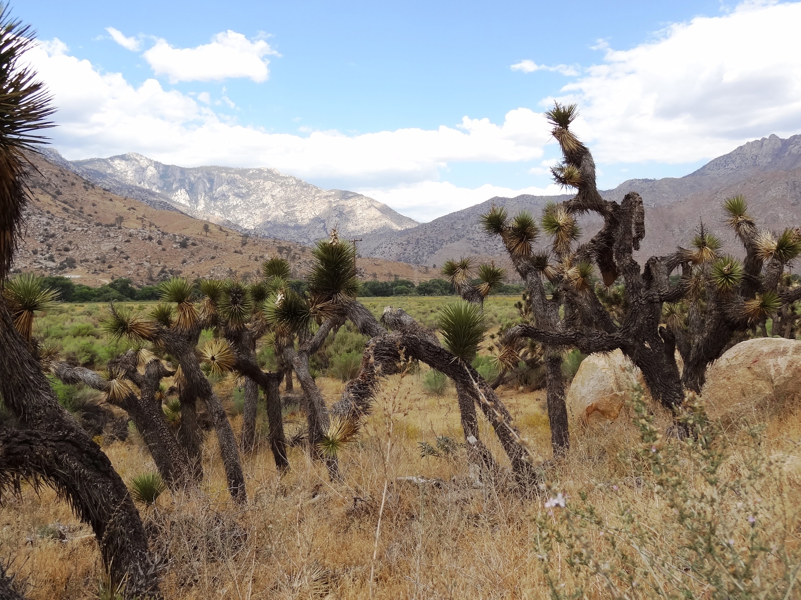 Joshua Tree Nature Blue free image download