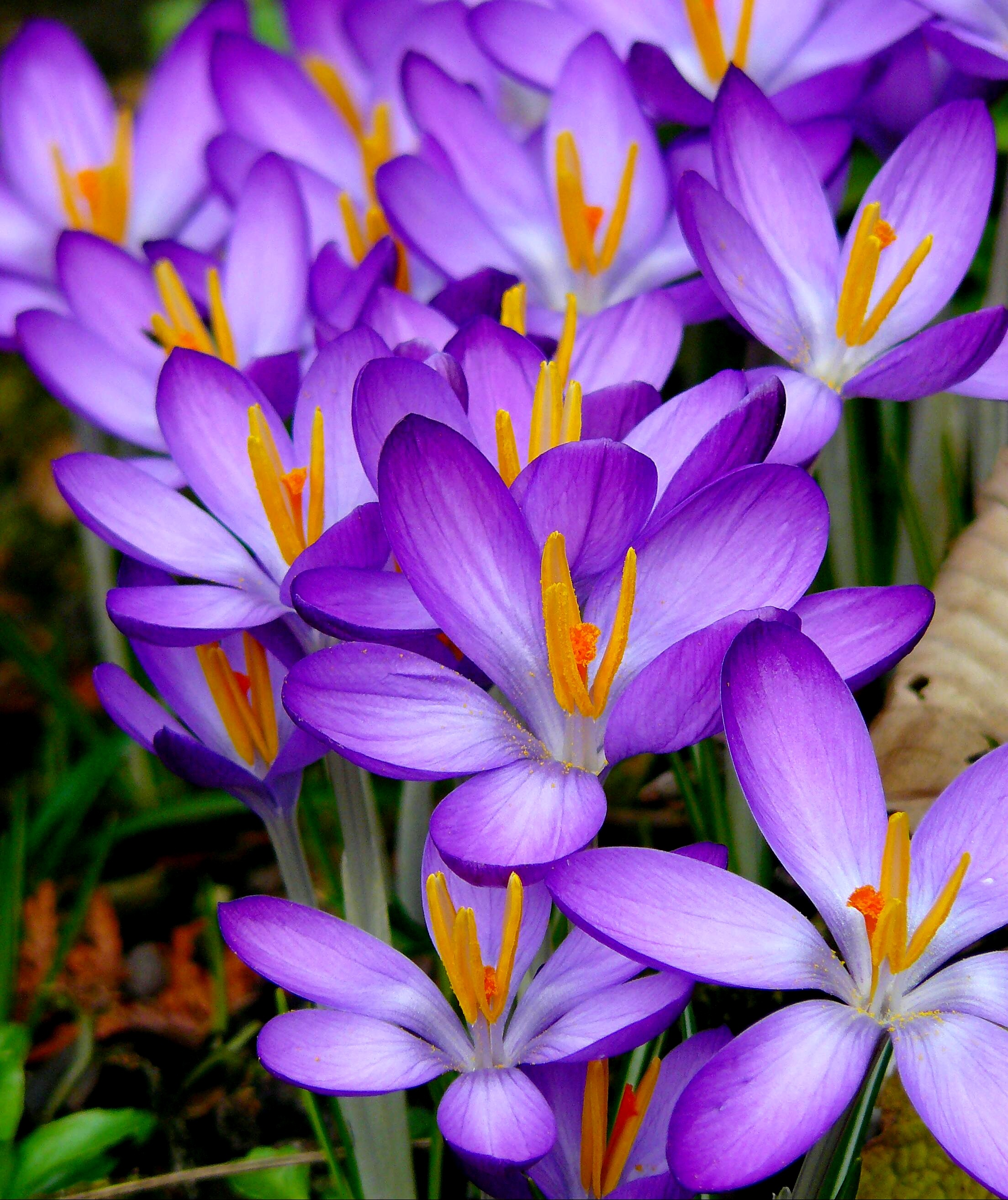 Crocus flowers spring spring flower free image download